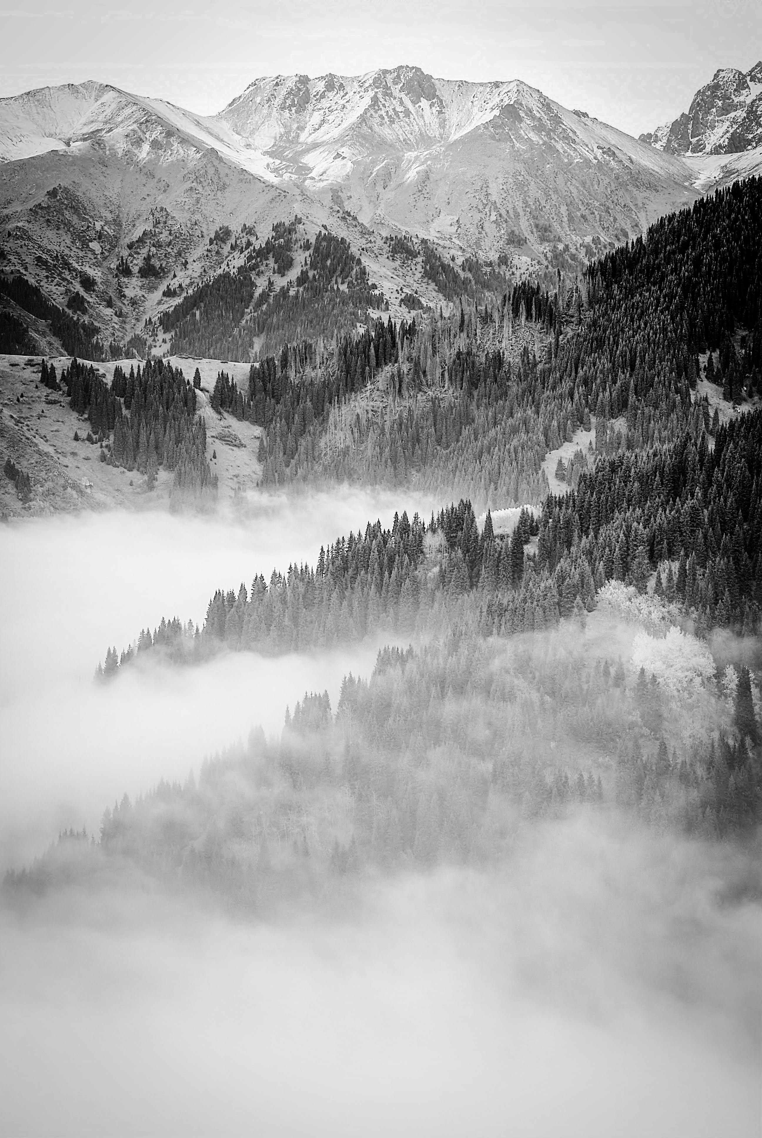 Grayscale Photo of Snow Covered Mountains and Green Trees · Free Stock ...
