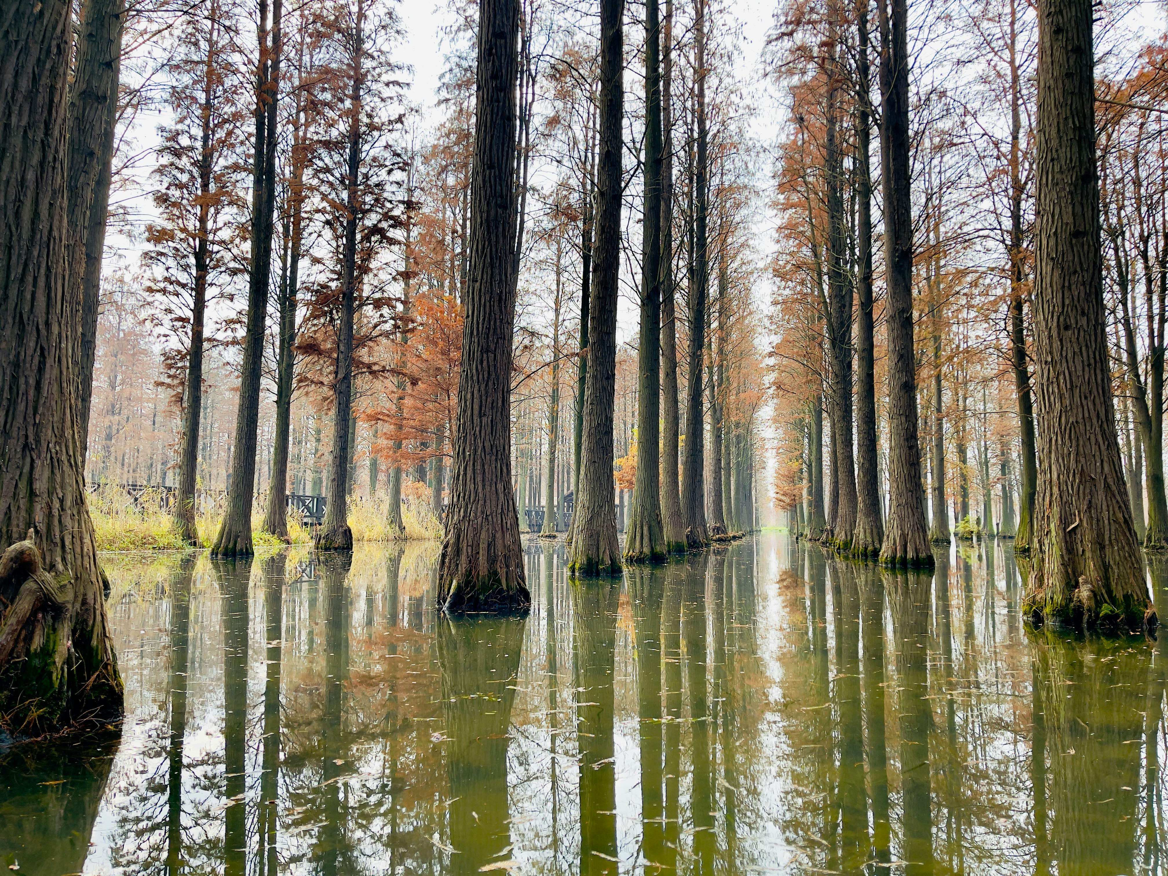 Trees Growing in Swamp · Free Stock Photo
