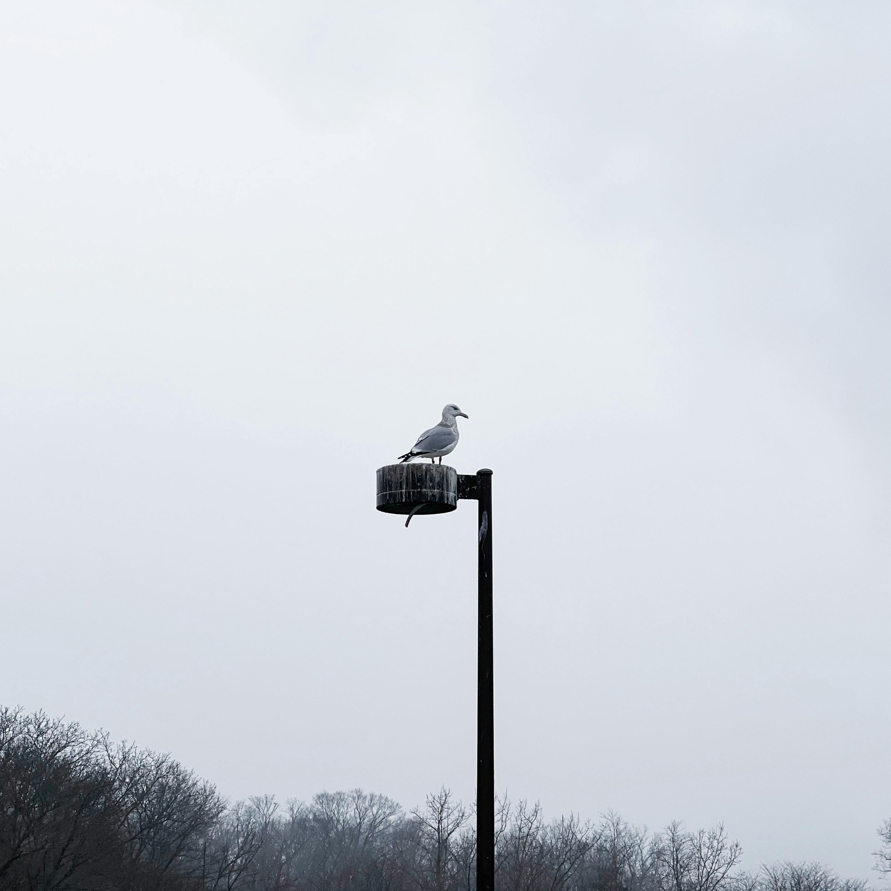 Autmn Tree Mist Bird Photos, Download The BEST Free Autmn Tree Mist ...