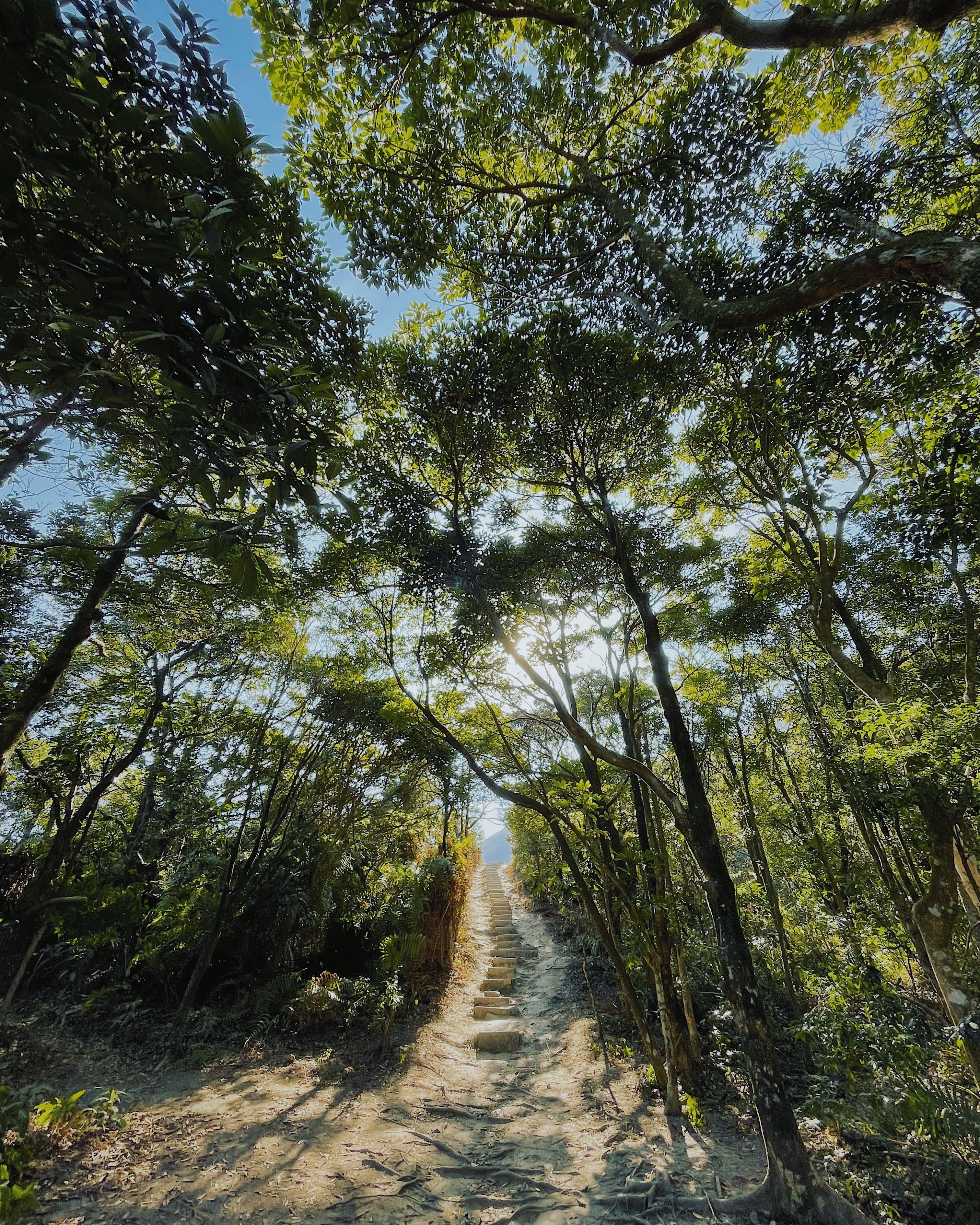 Unpaved Pathway Between Green Trees · Free Stock Photo