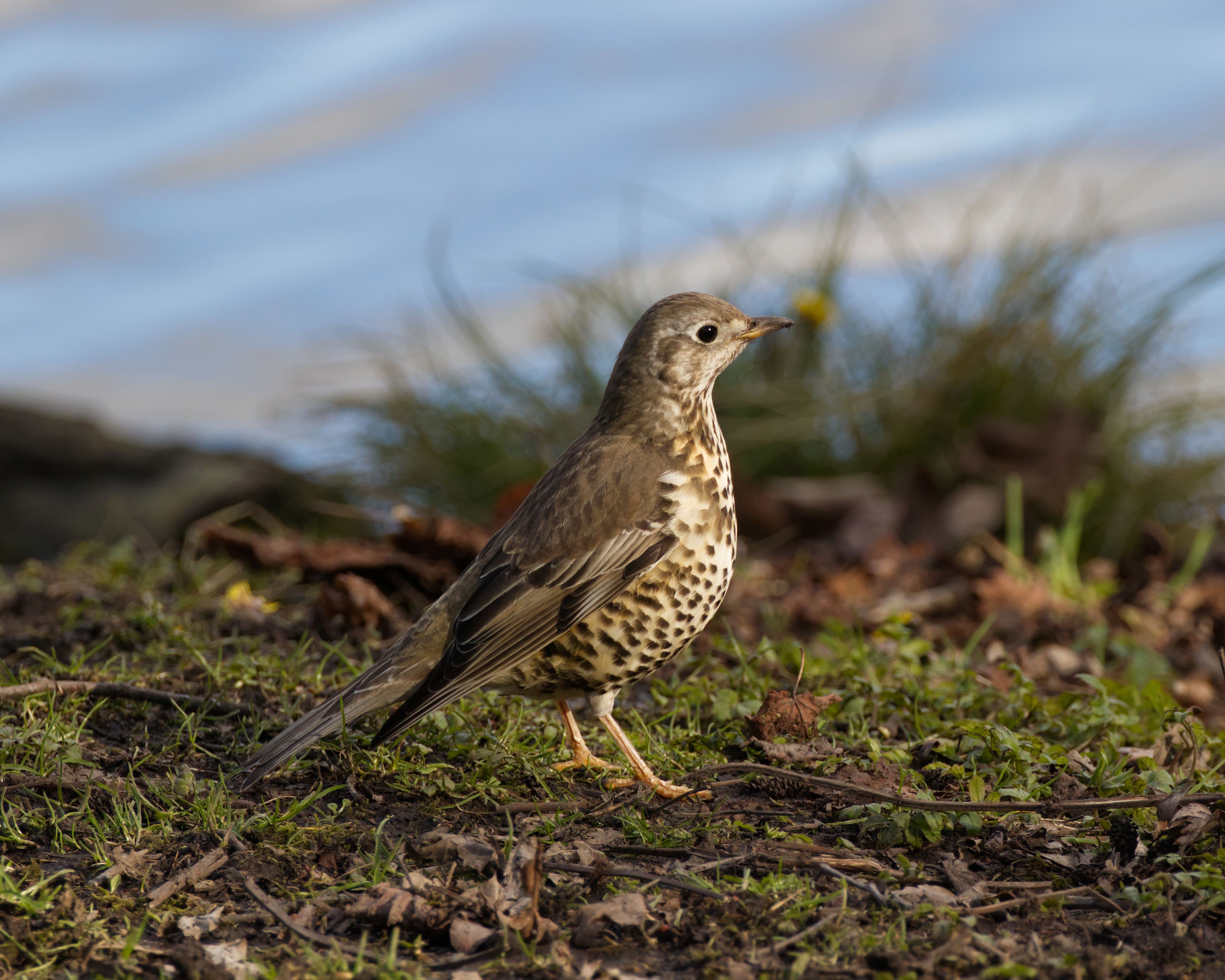 Thrush Photos, Download The BEST Free Thrush Stock Photos & HD Images