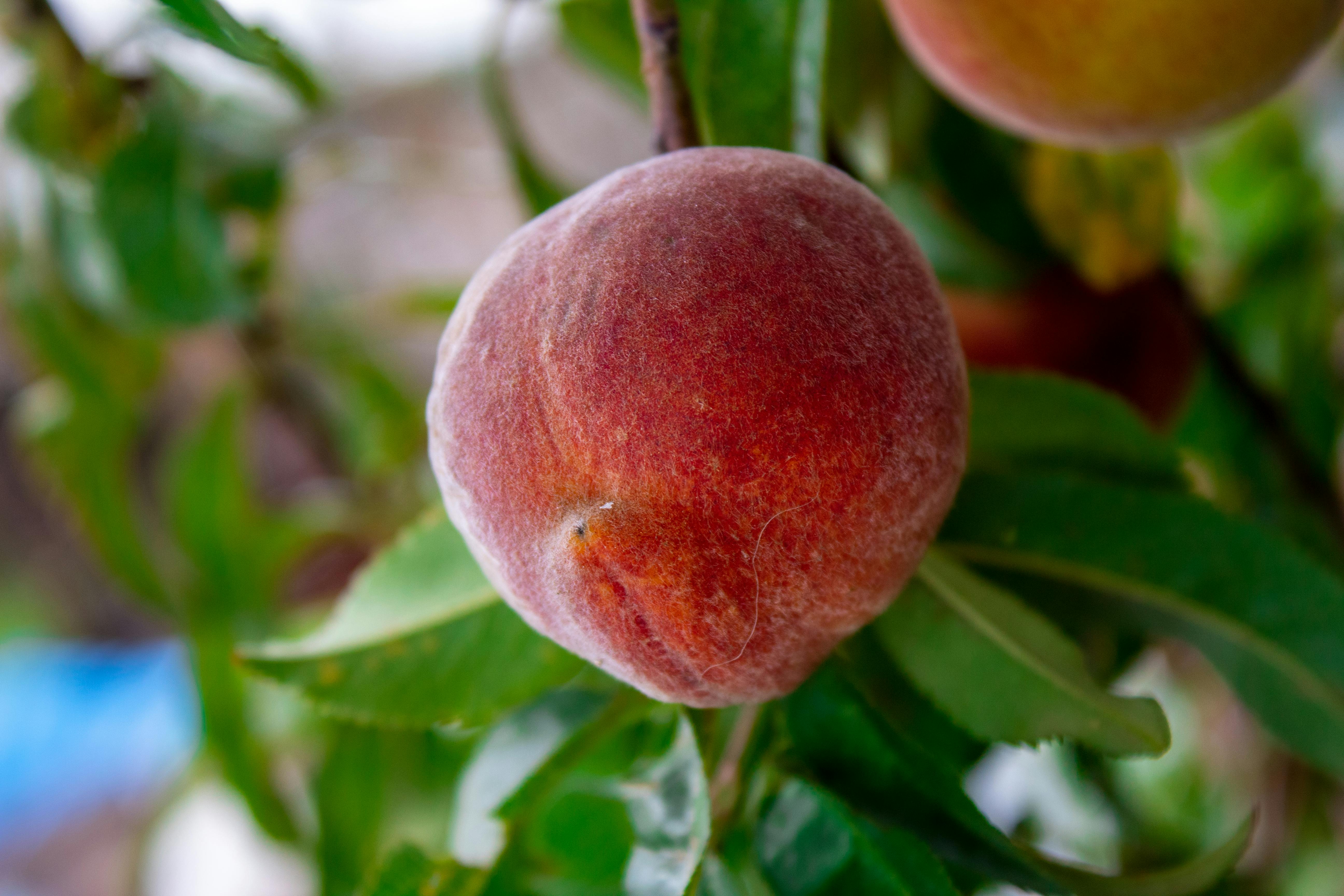 Close-Up Photo of Peach Fruit on Tree · Free Stock Photo