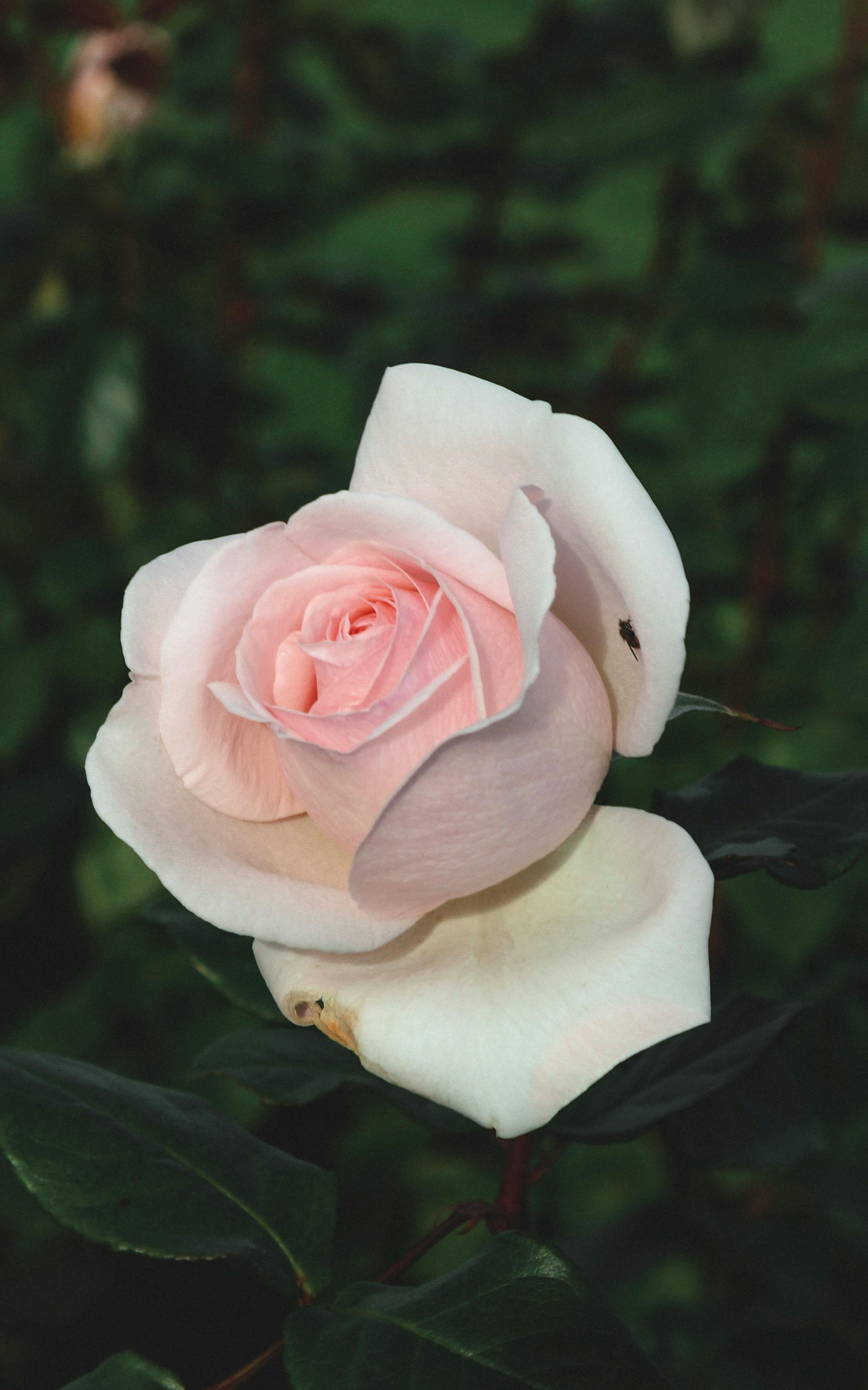 Pink Rose in Bloom · Free Stock Photo
