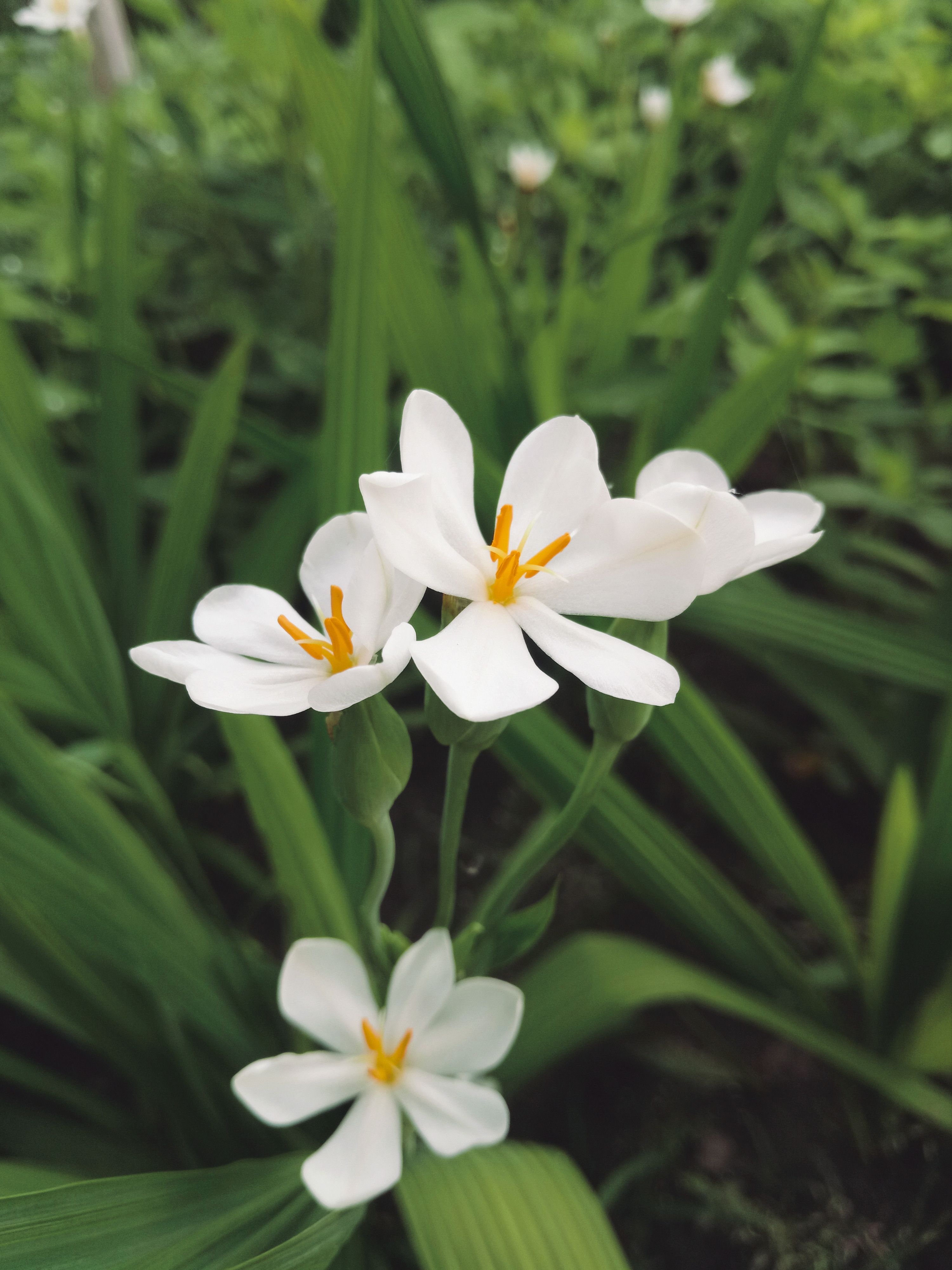 Flowers Close Up Photography · Free Stock Photo