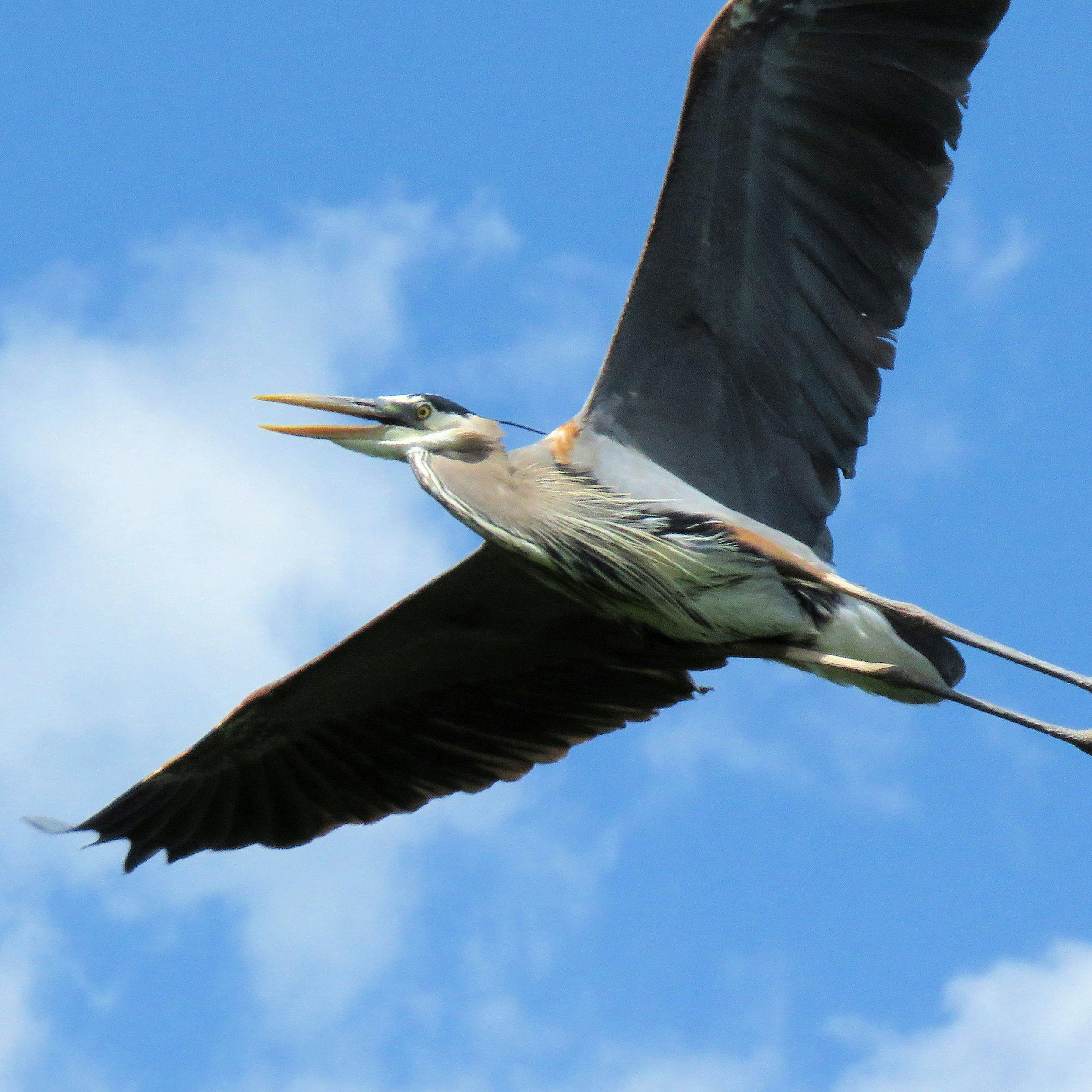 Free stock photo of flight, GBH, Great Blue Heron