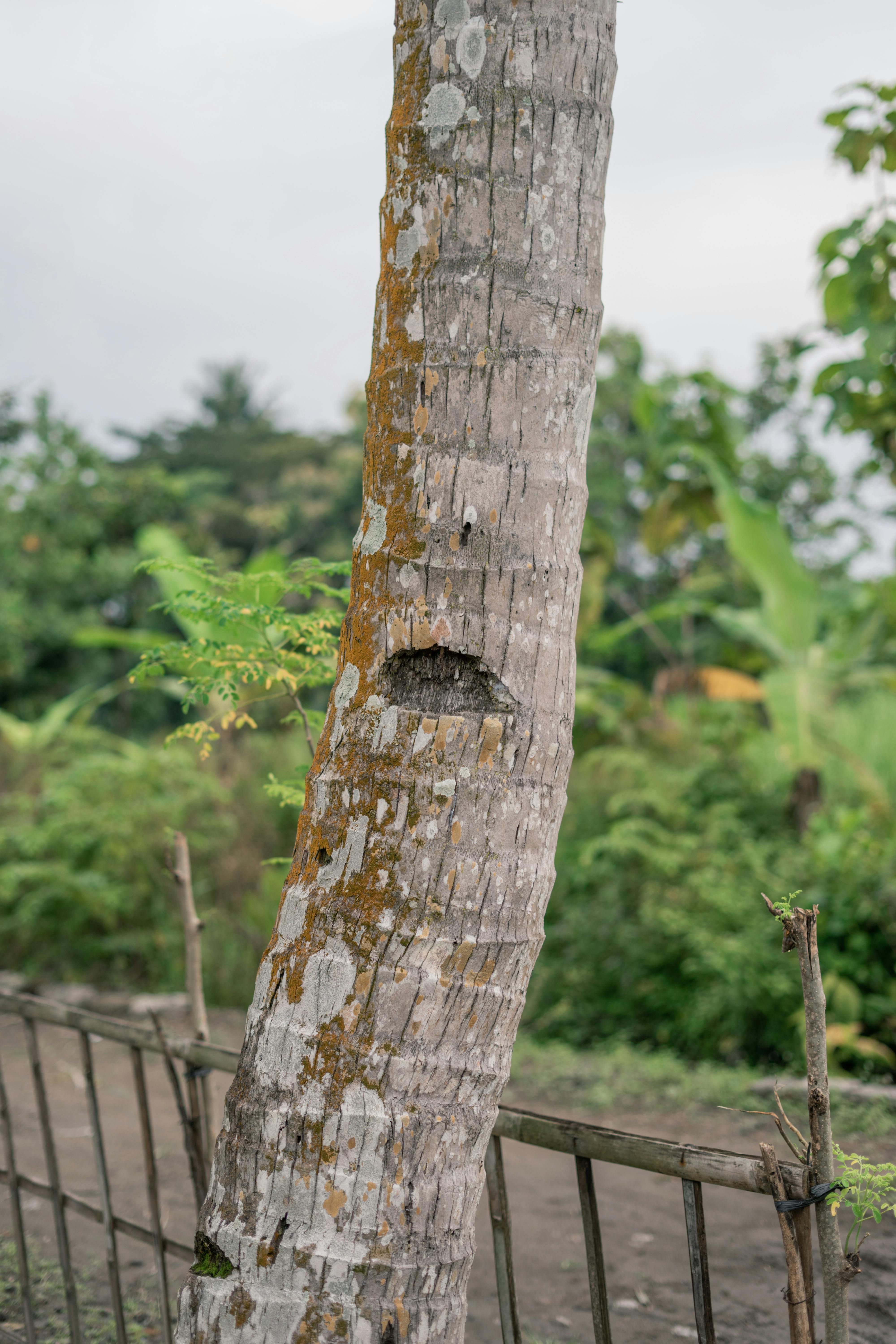 Close up of a Tree · Free Stock Photo
