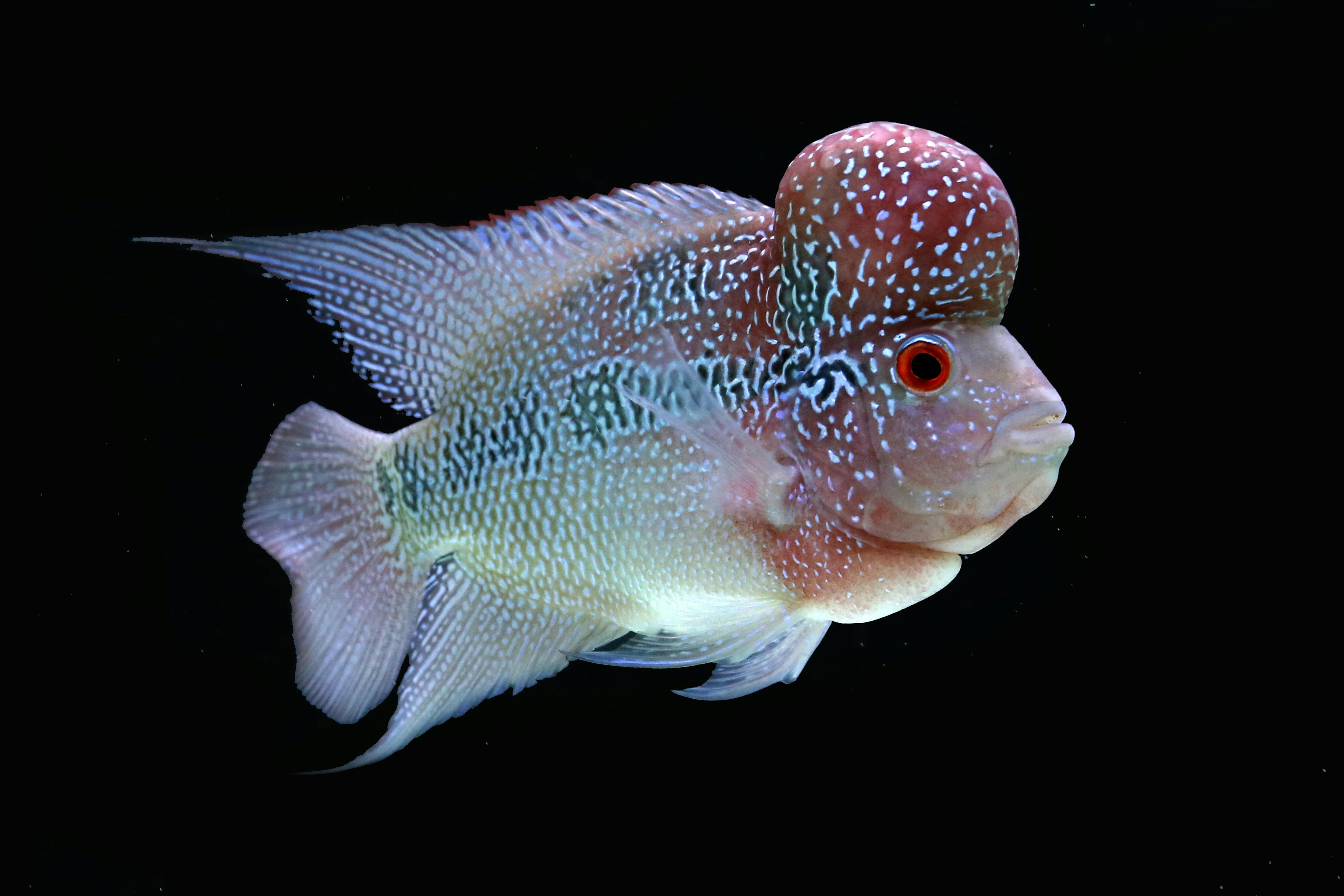 Close-up Photo of Flowerhorn Fish · Free Stock Photo