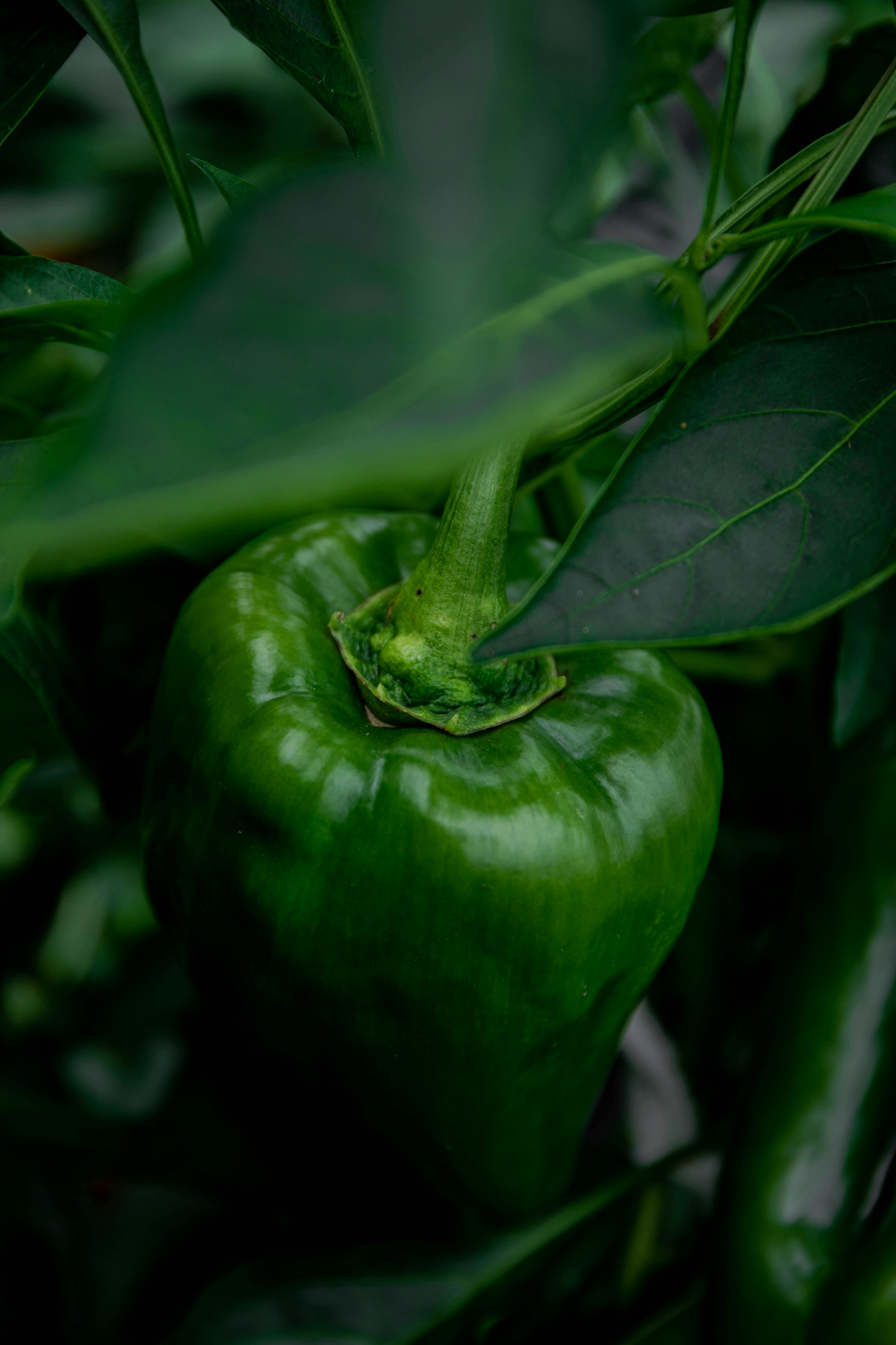 Green Bell Pepper in Close Up Photography · Free Stock Photo