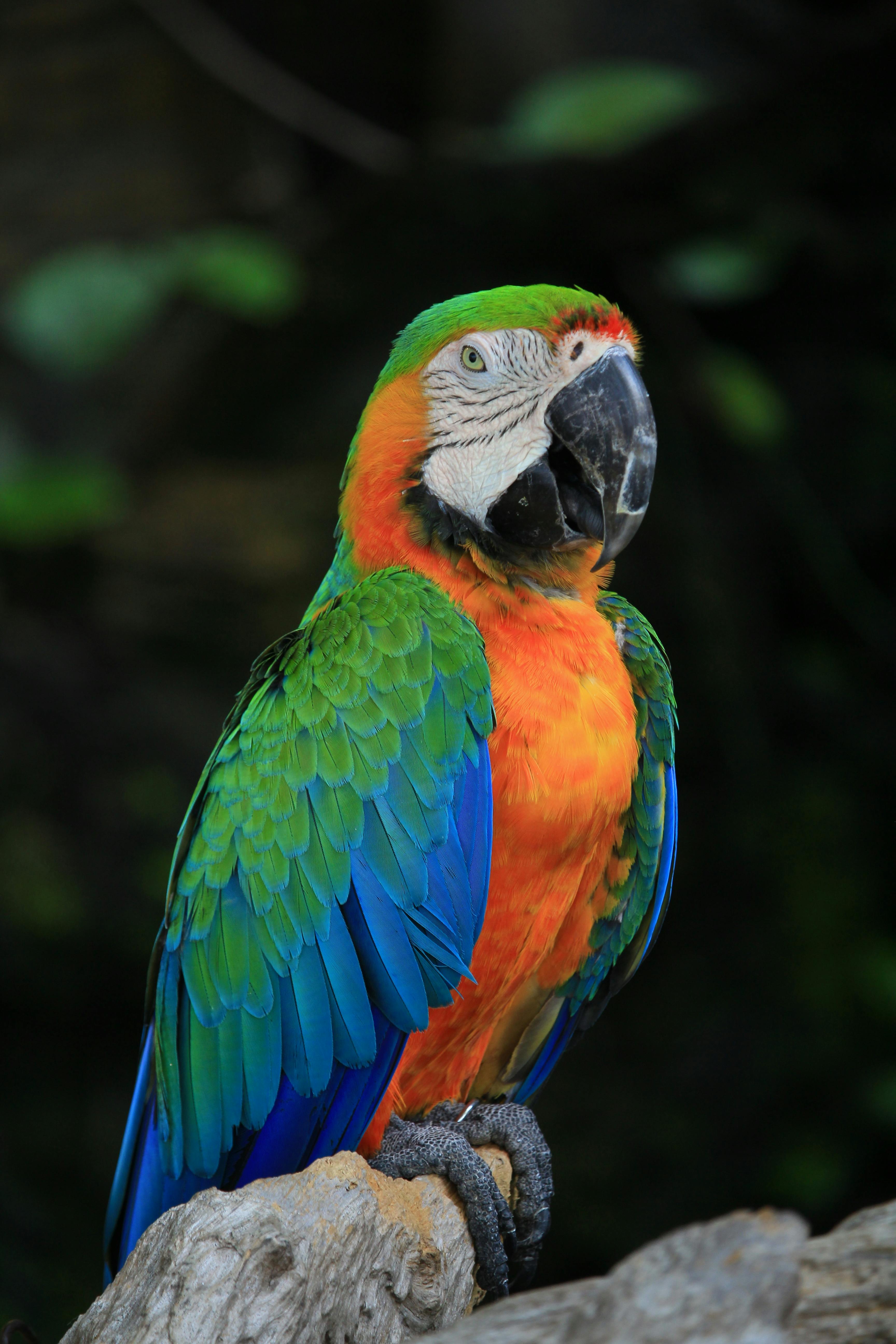 Macaw Bird in Close Up Photography · Free Stock Photo