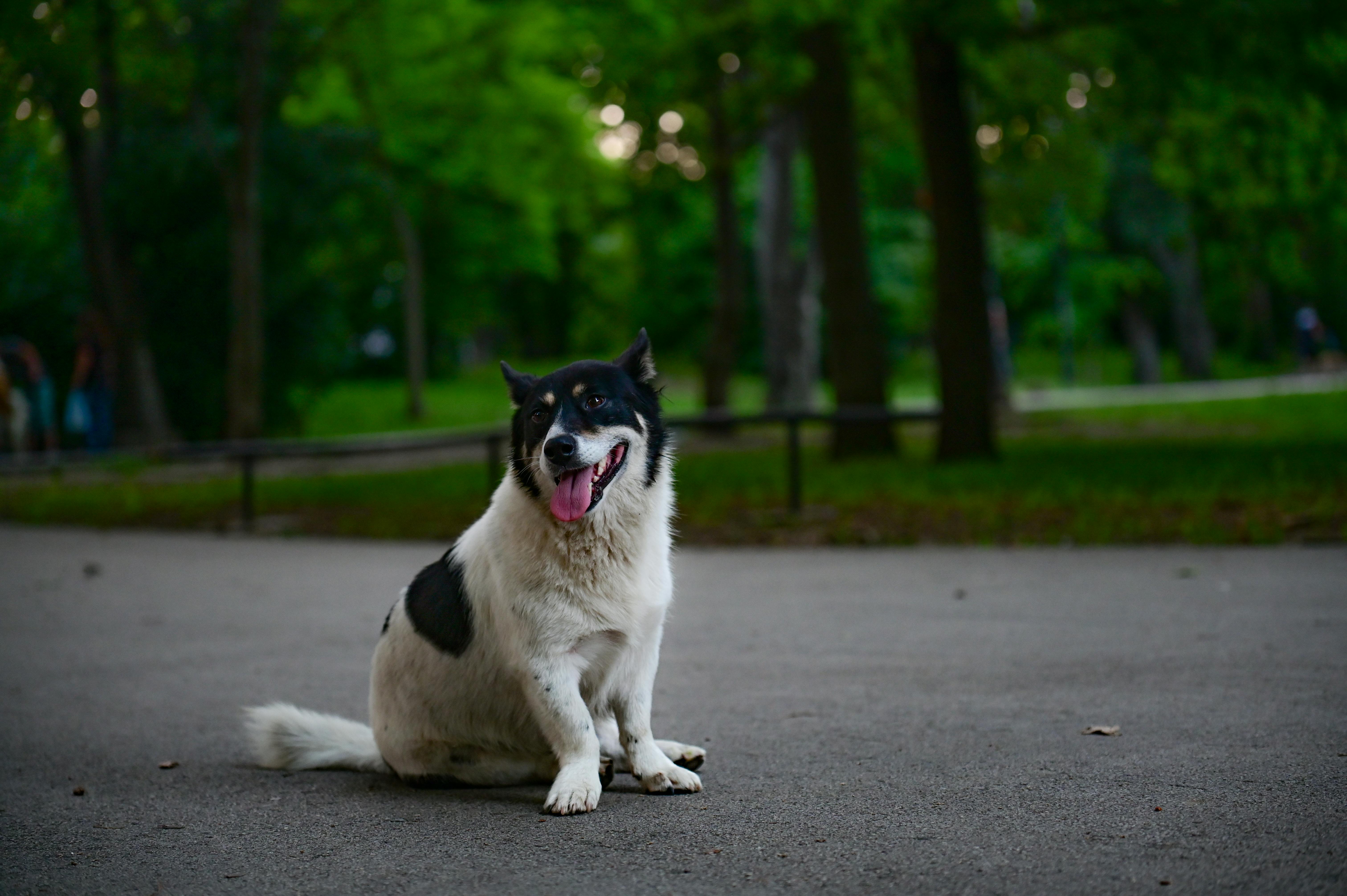 Dog at the Park · Free Stock Photo