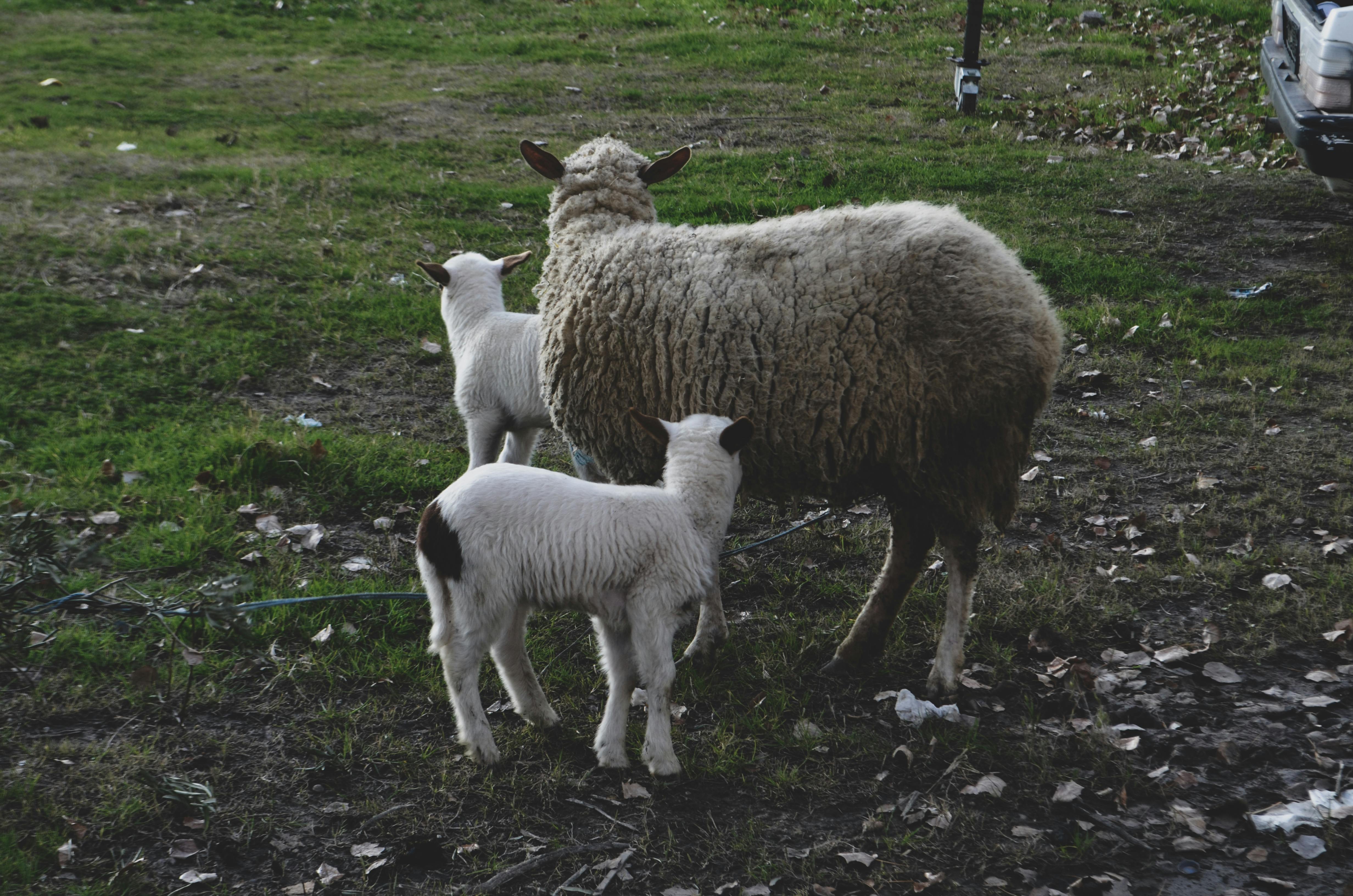 A Cheerful Lamb Sticking Out its Tongue · Free Stock Photo