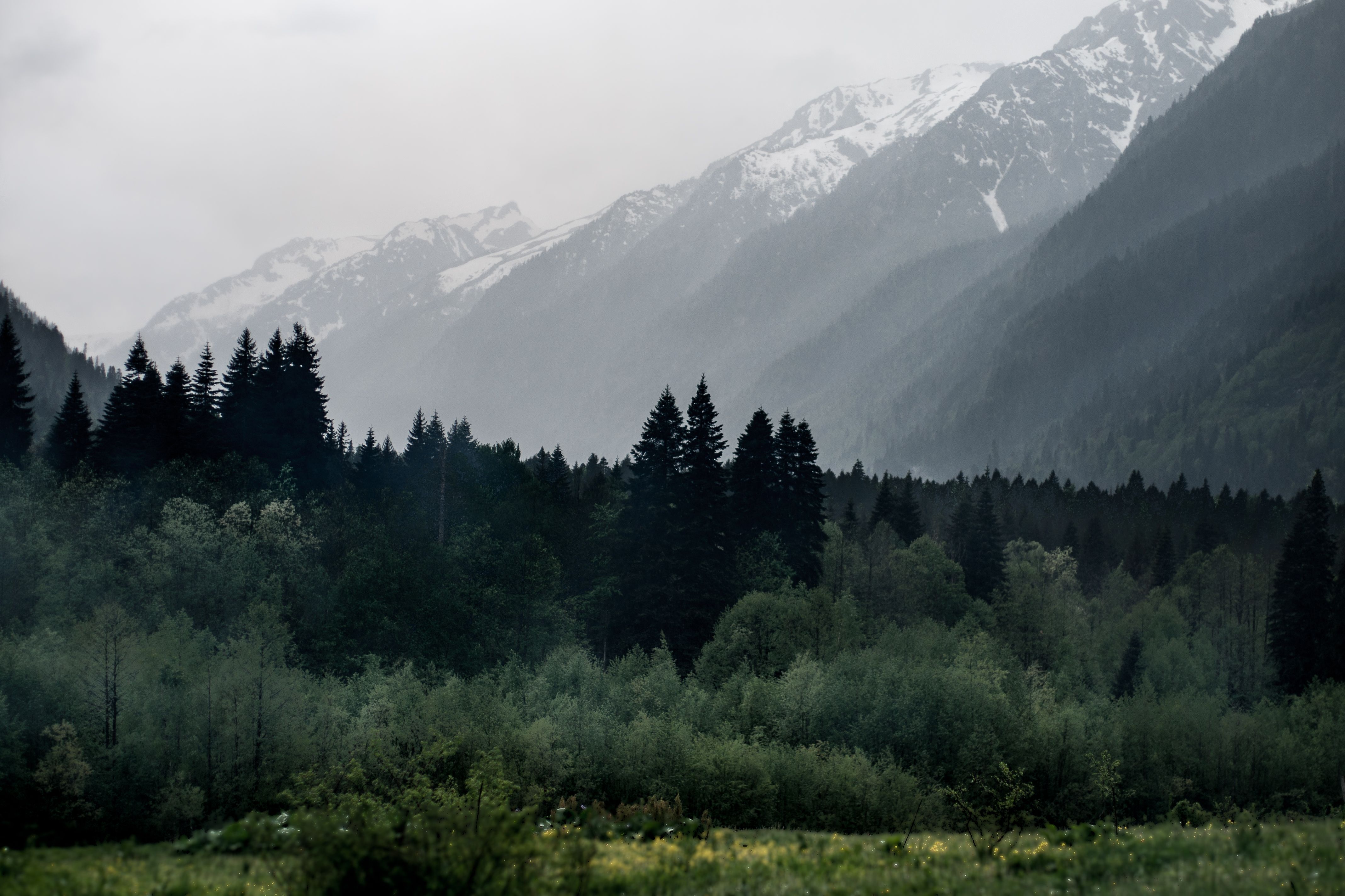 Green Trees Near the Snow Covered Mountain · Free Stock Photo