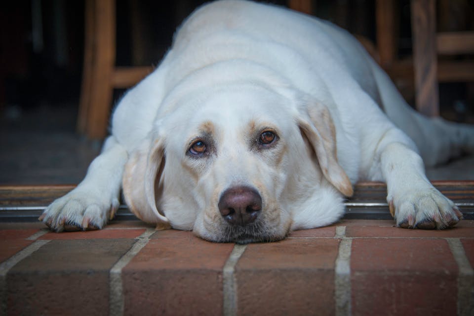 Helping Your Fat Labrador Dog Achieve a Healthy Weight Loss