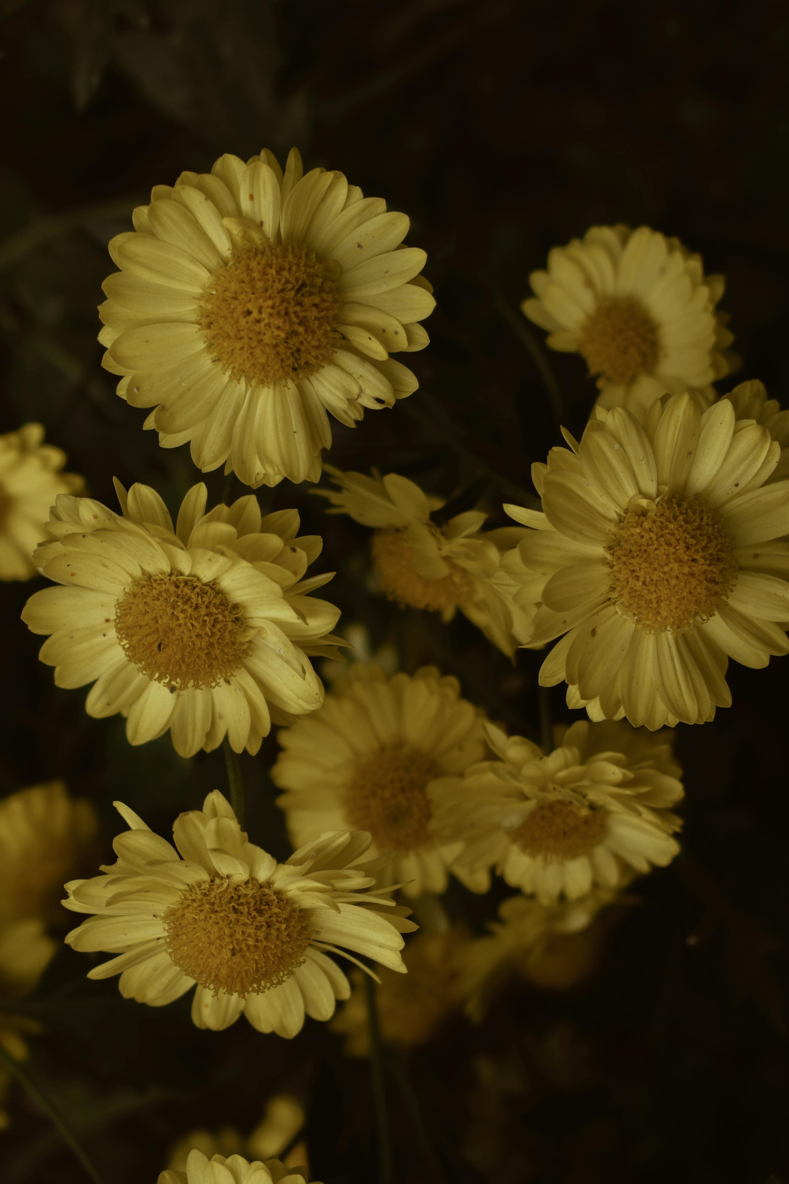 22,013+ Best Free Yellow daisies Stock Photos & Images · 100% Royalty ...
