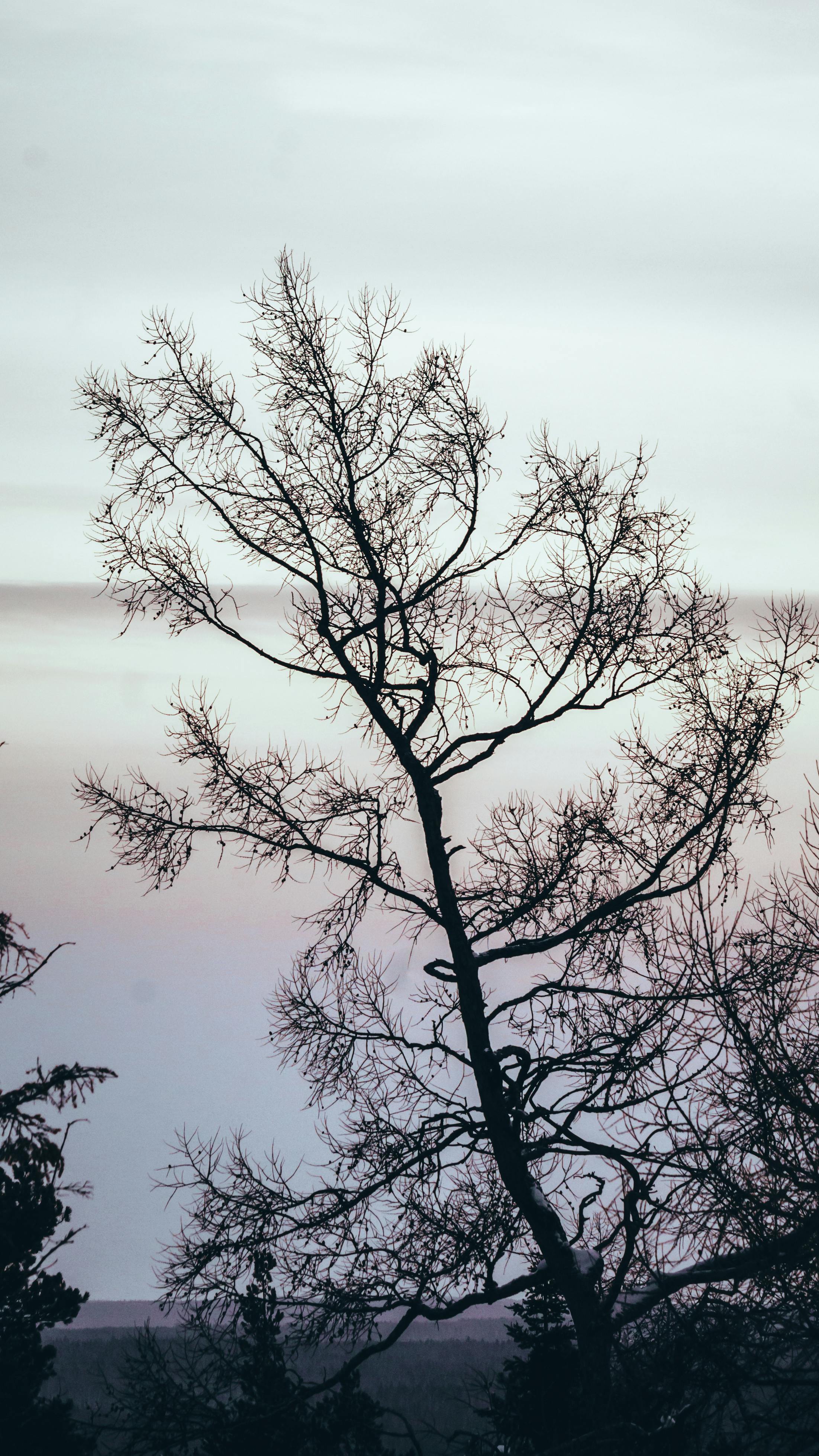 Branches of a Bare Tree · Free Stock Photo