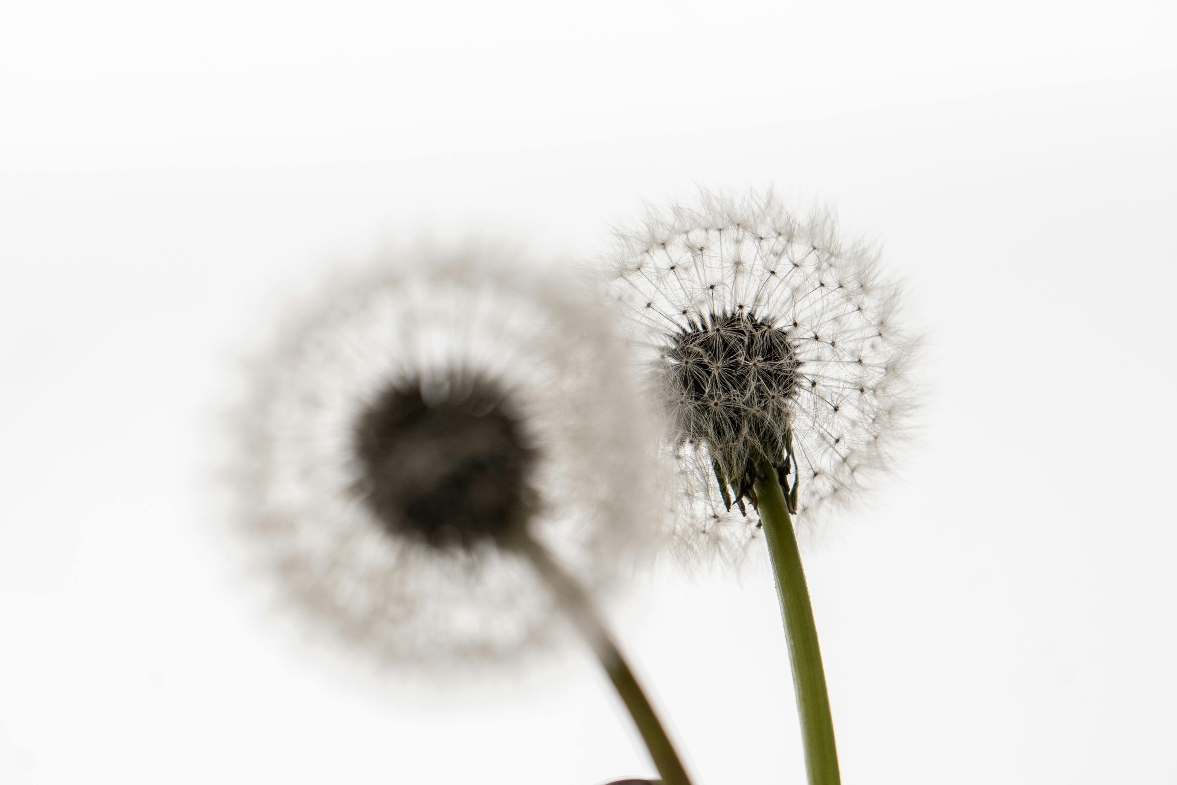 Close-Up Shot of Dandelions in Bloom · Free Stock Photo