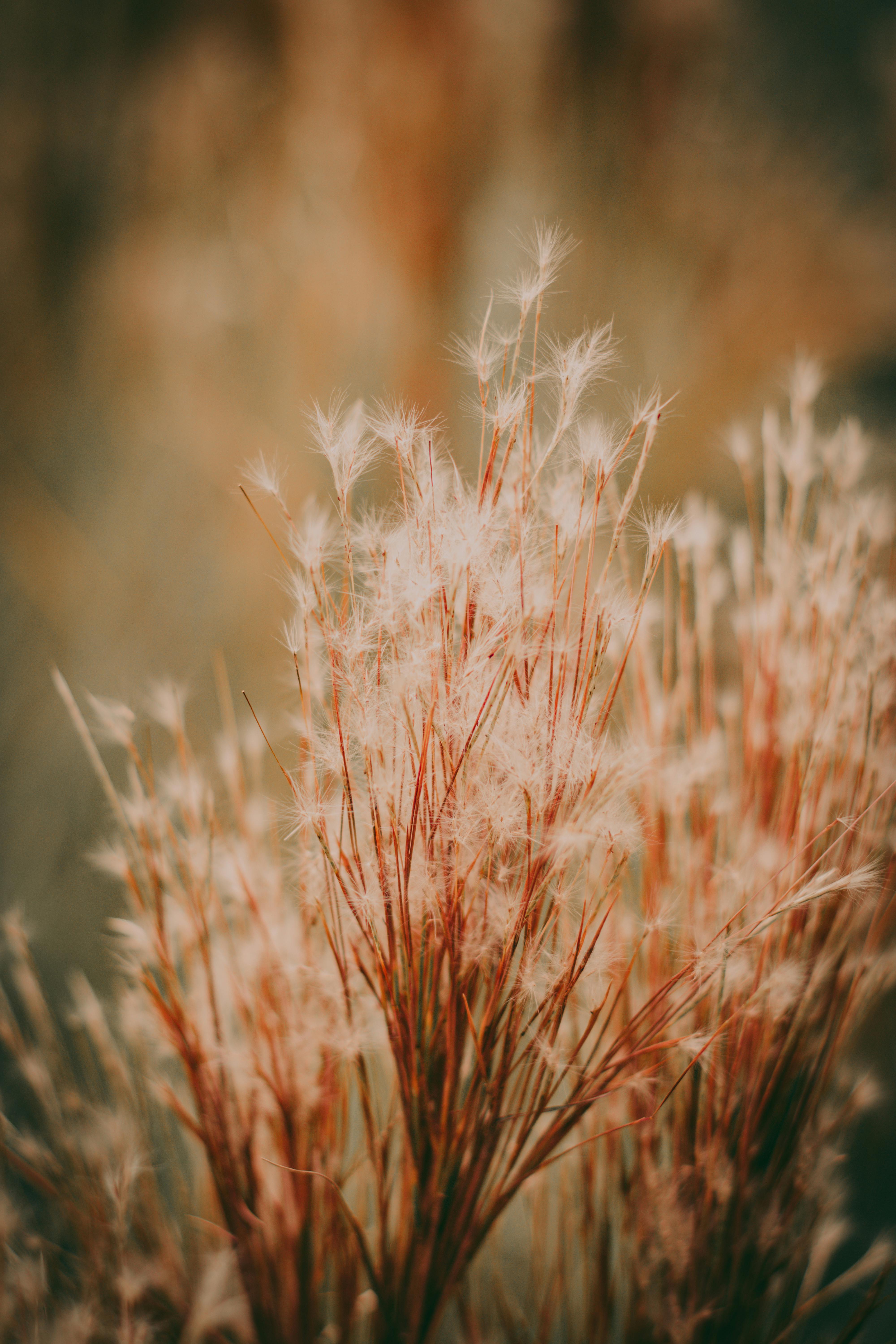 Bokeh Photography of Beige Plant · Free Stock Photo