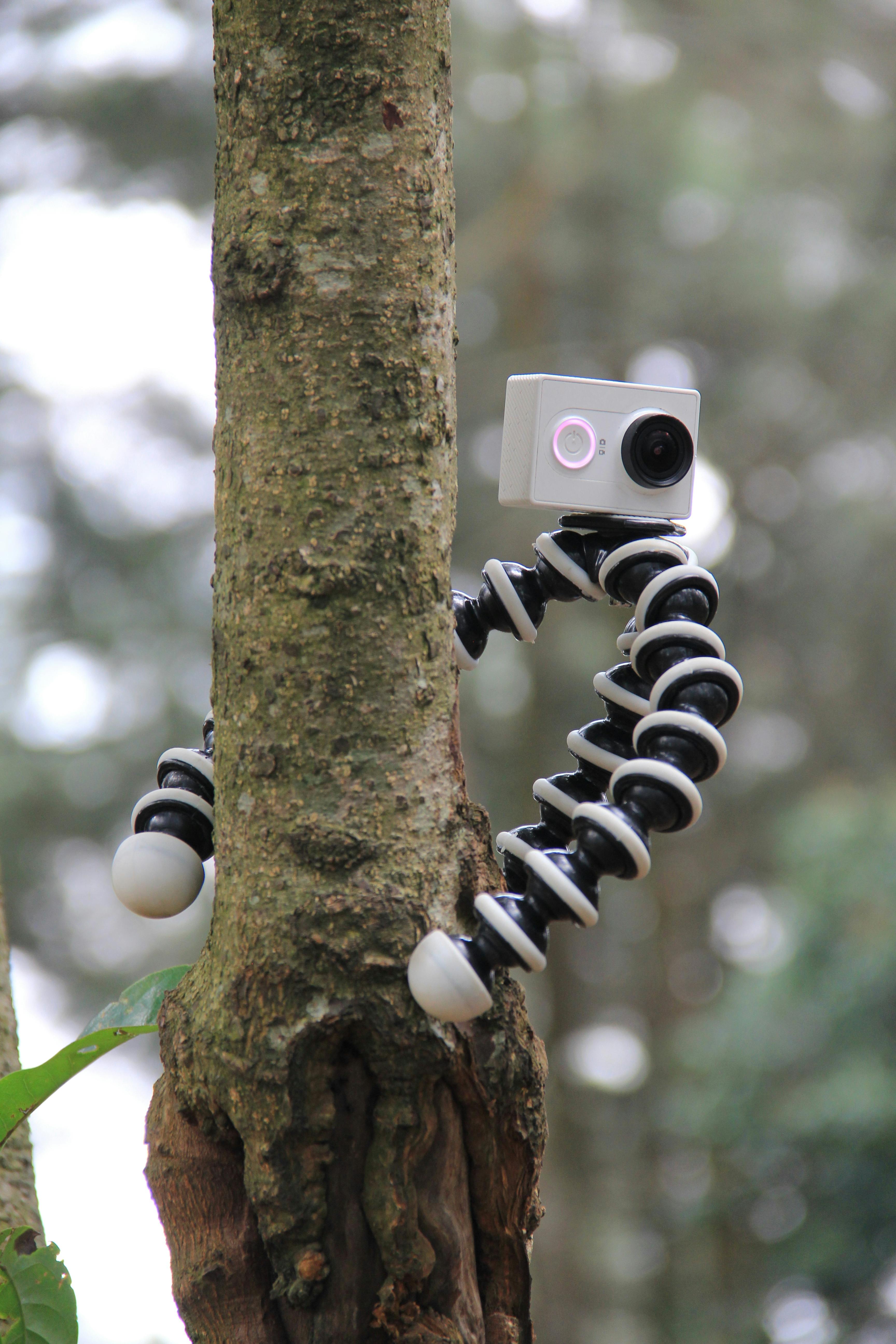GoPro Camera on a Flexible Tripod on a Tree · Free Stock Photo