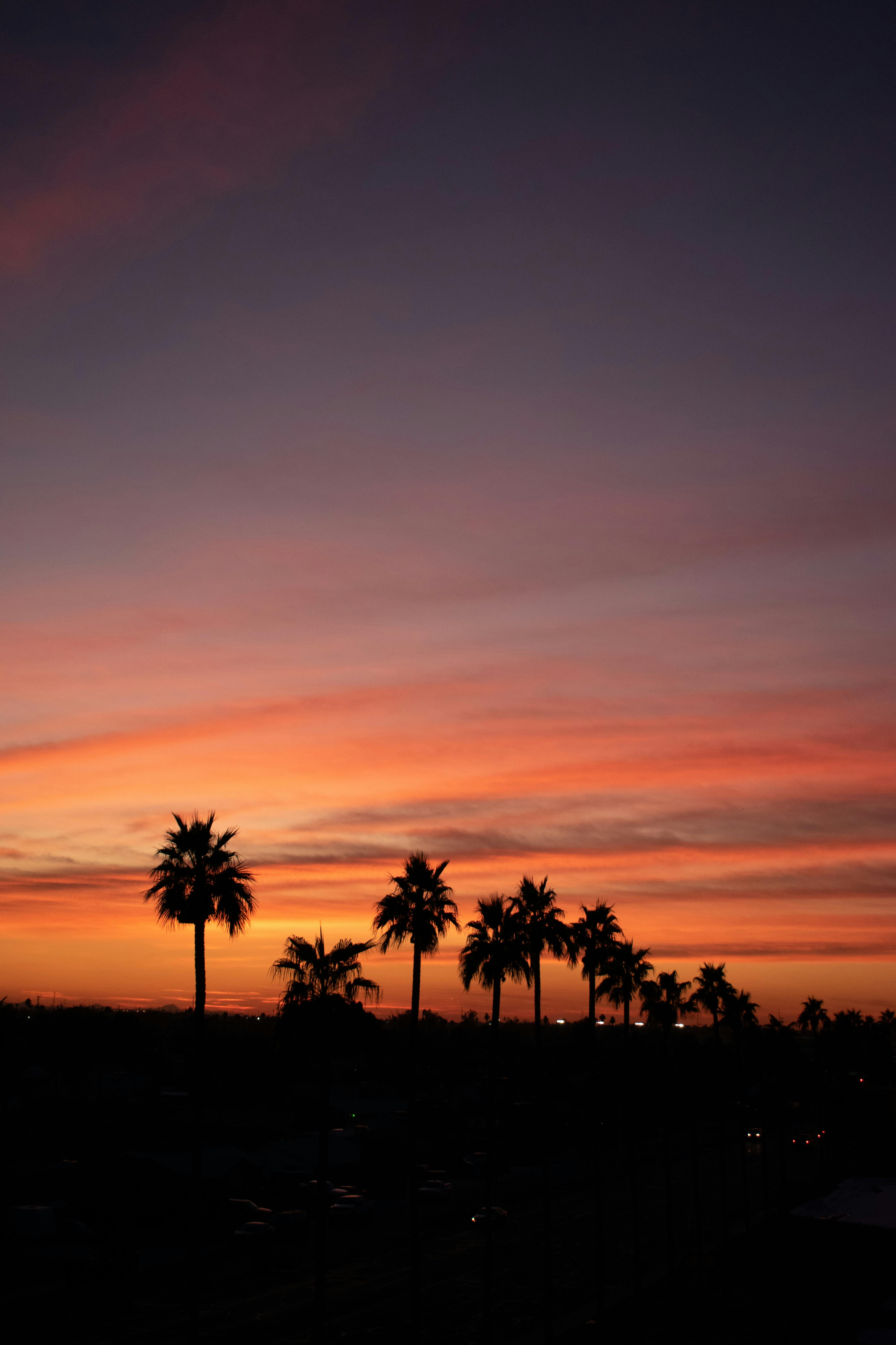 Silhouette of Palm Trees Under Orange Sky · Free Stock Photo