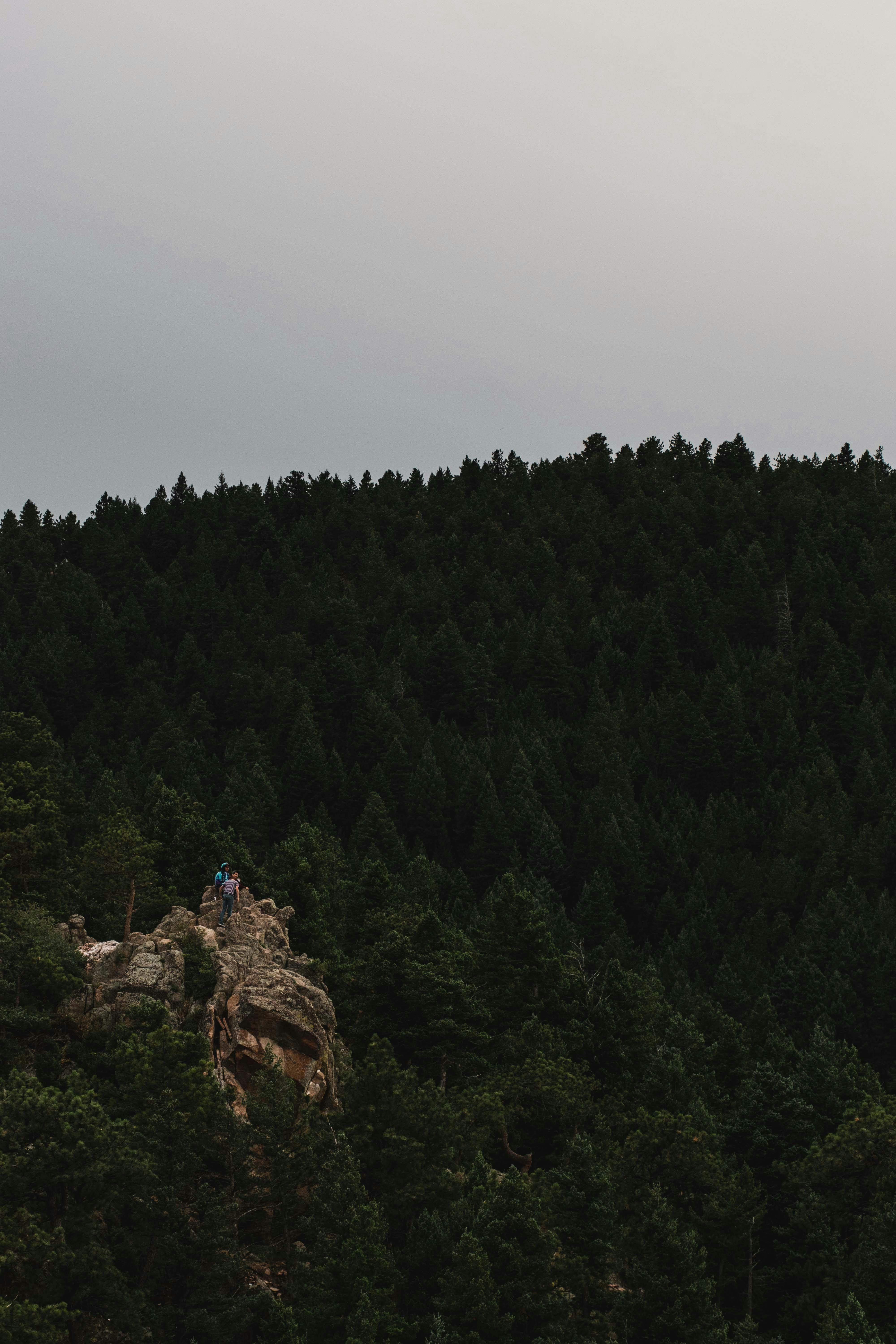 Green Trees Under Gray Sky · Free Stock Photo