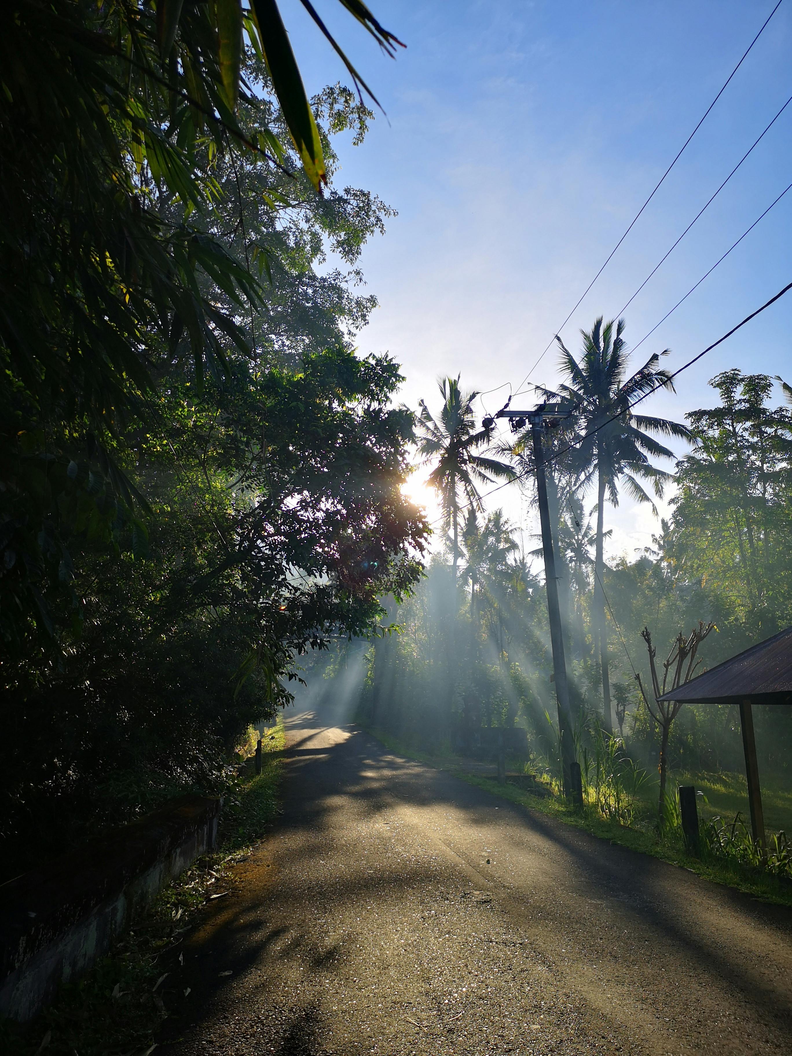 Sunlight in the Street Full of Trees · Free Stock Photo