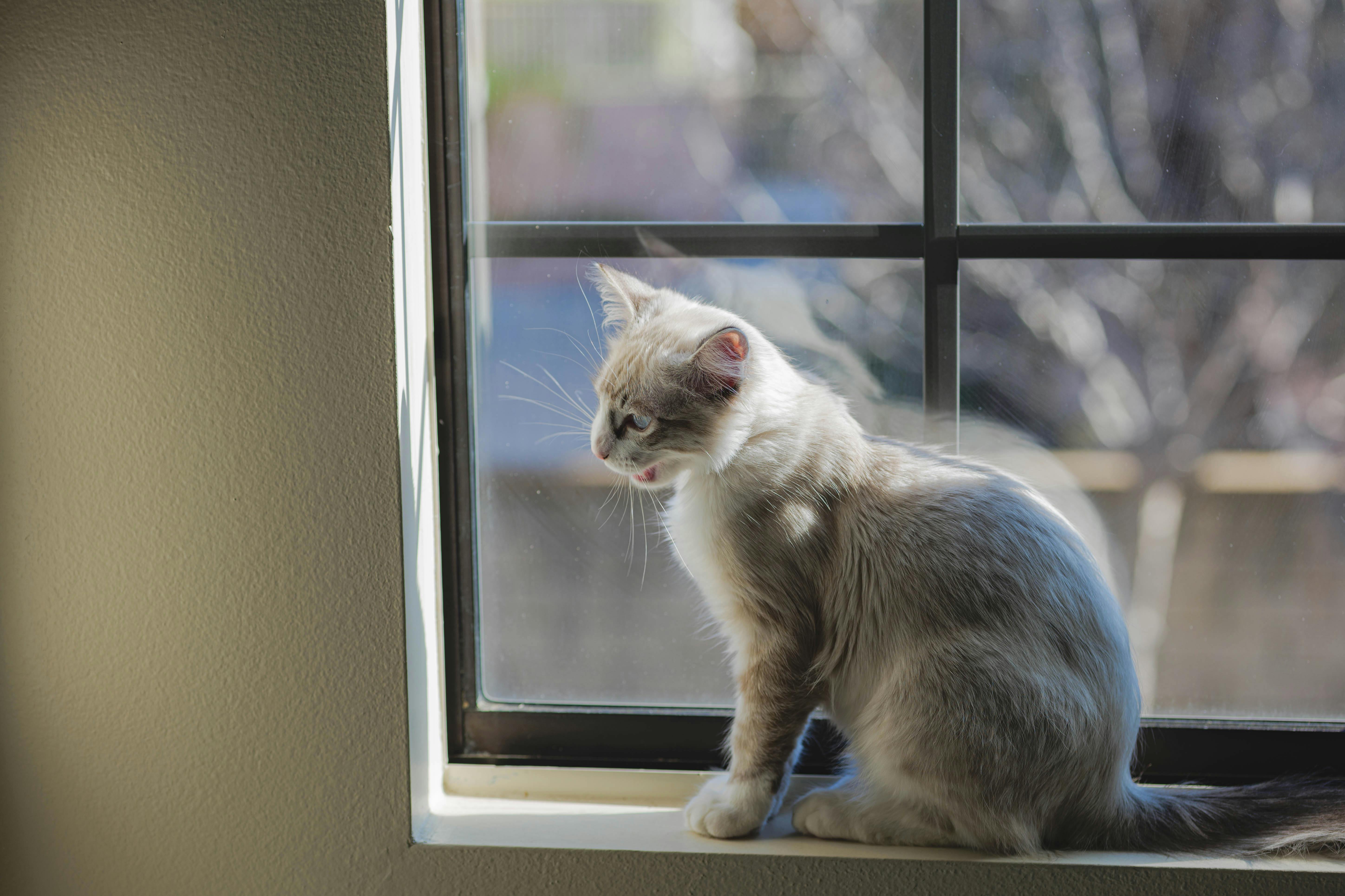 Couple Sitting on Window With Cat · Free Stock Photo
