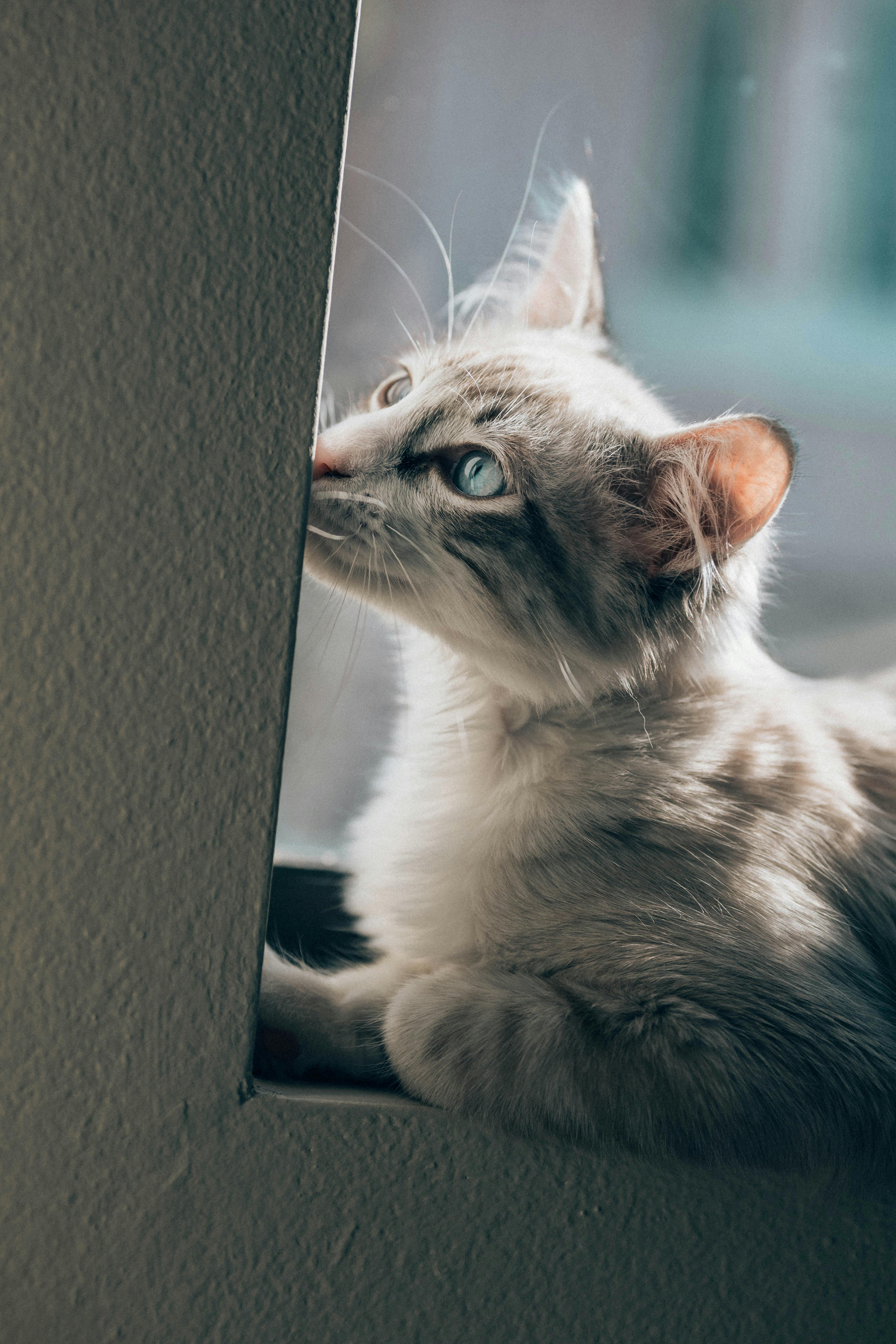 Photo of a Cat Near Window Glass · Free Stock Photo