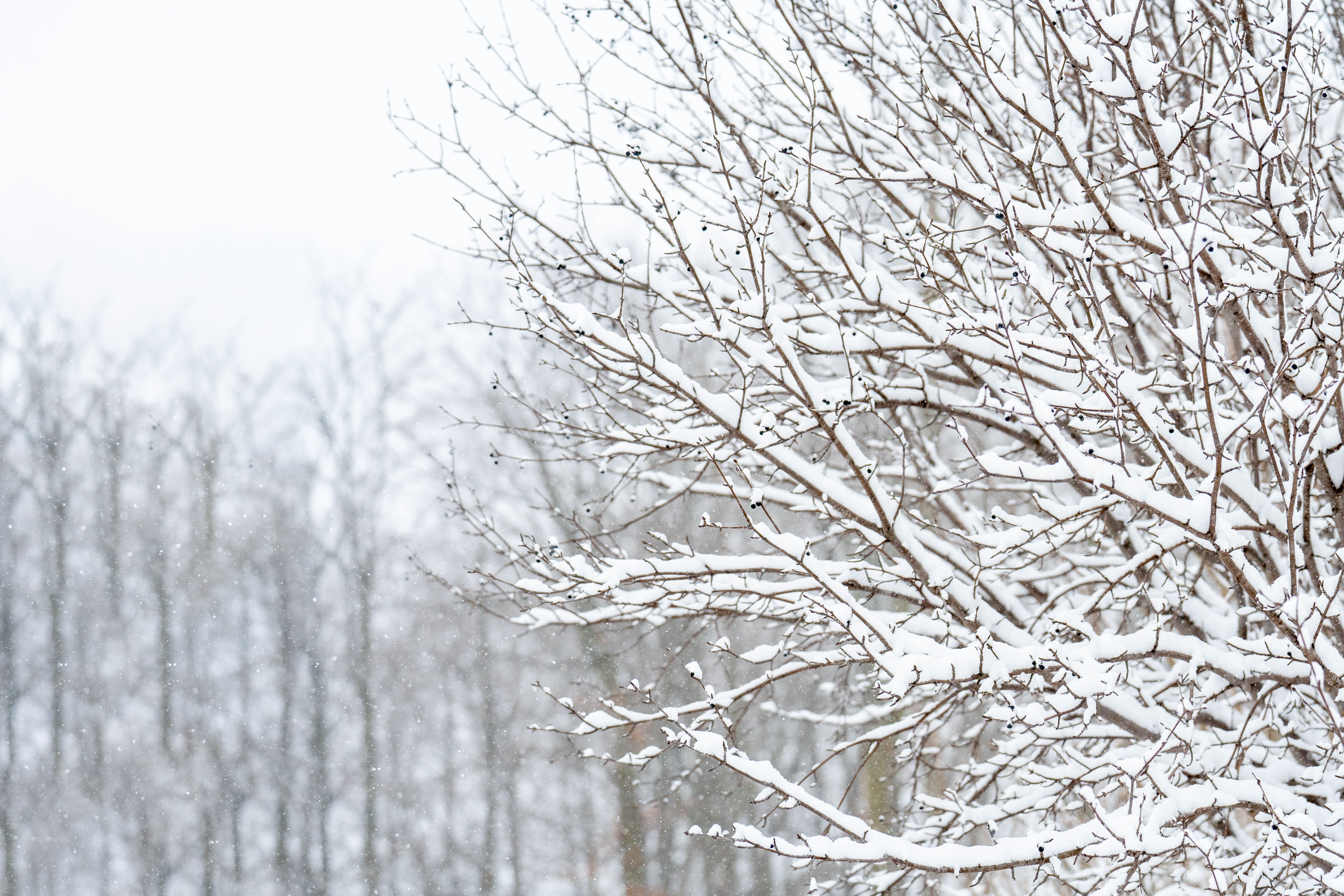 Leafless Trees · Free Stock Photo