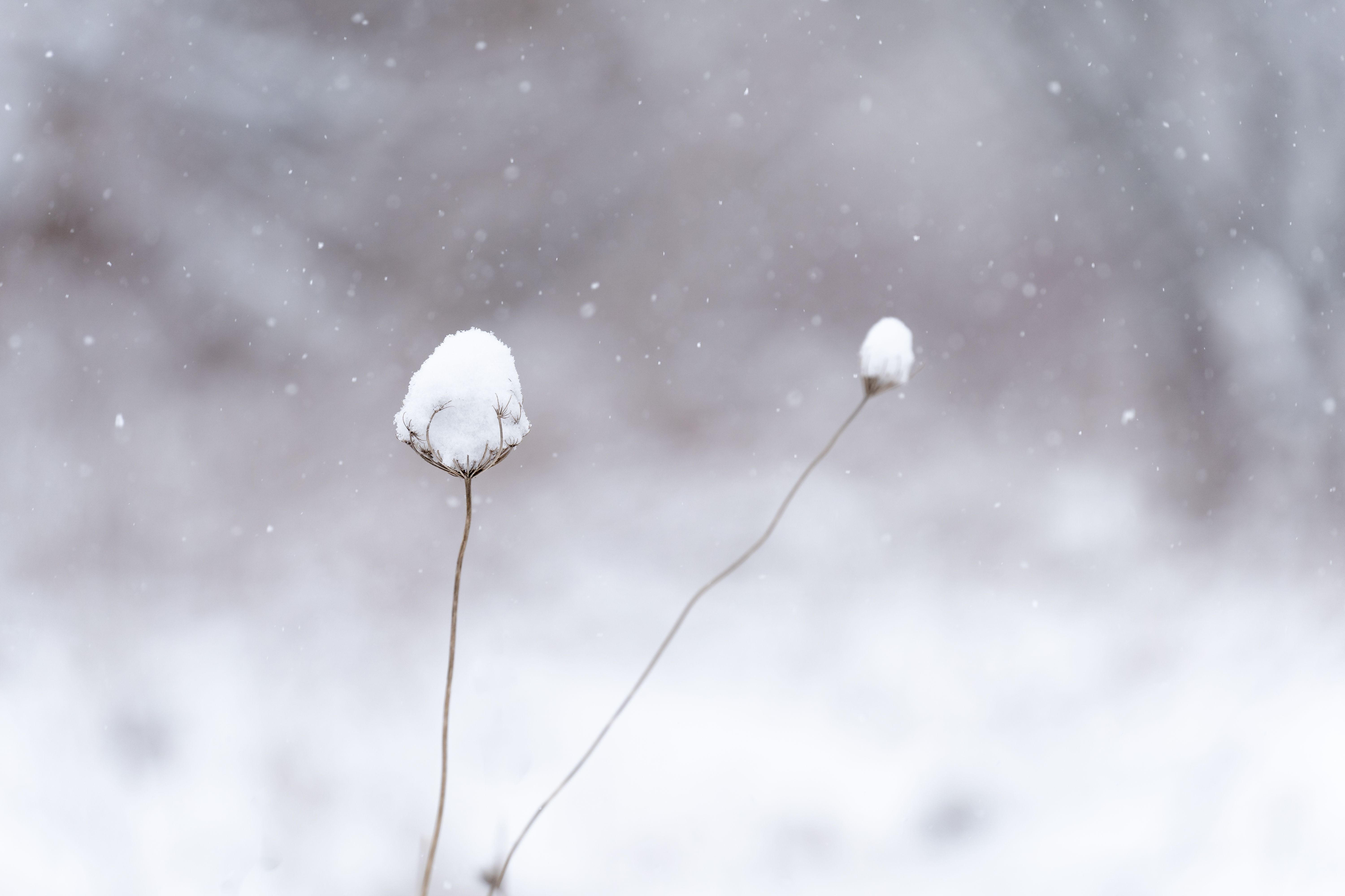 A Close-Up Shot of Dandelions during Winter · Free Stock Photo