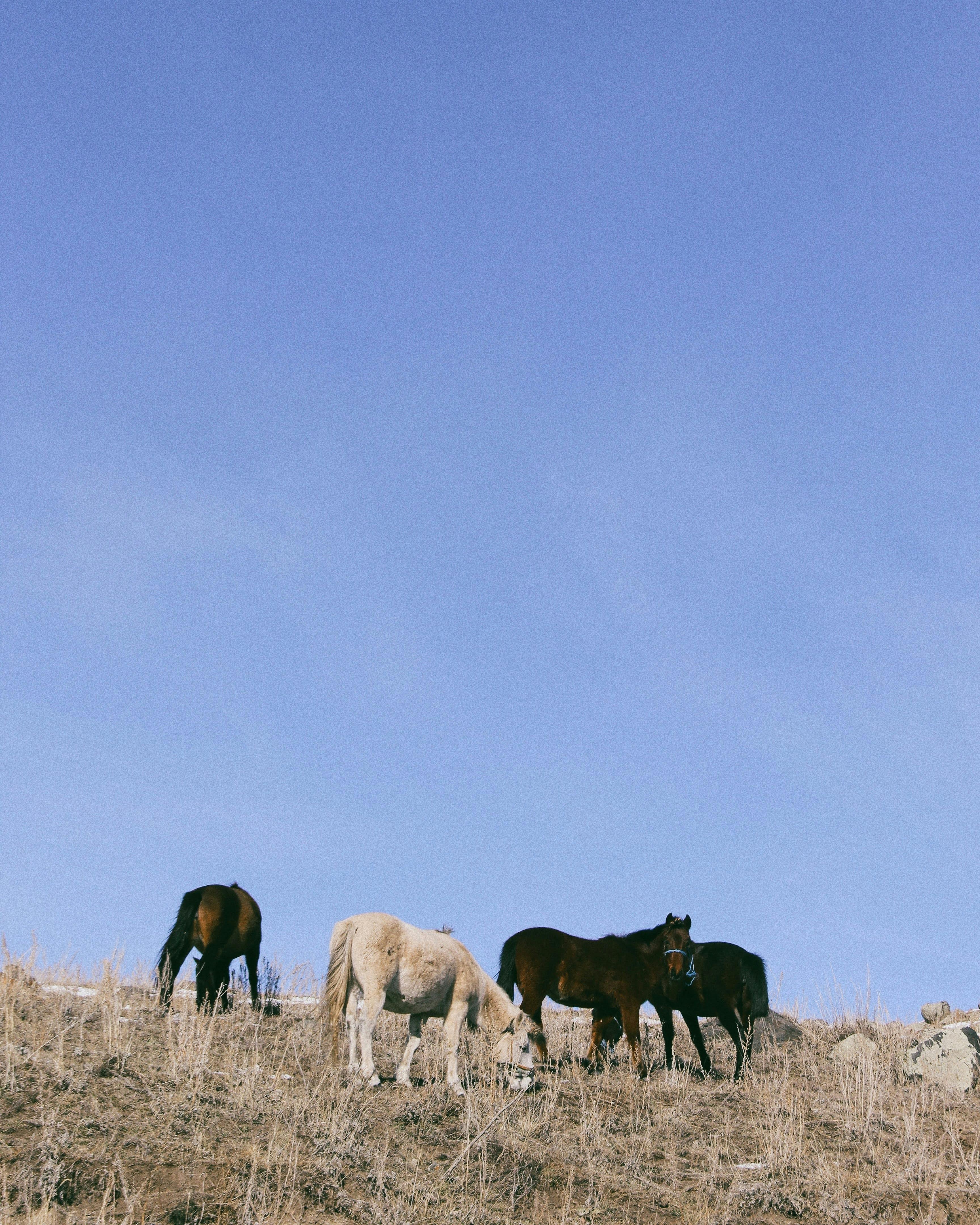 Photo of Horses in the Field · Free Stock Photo