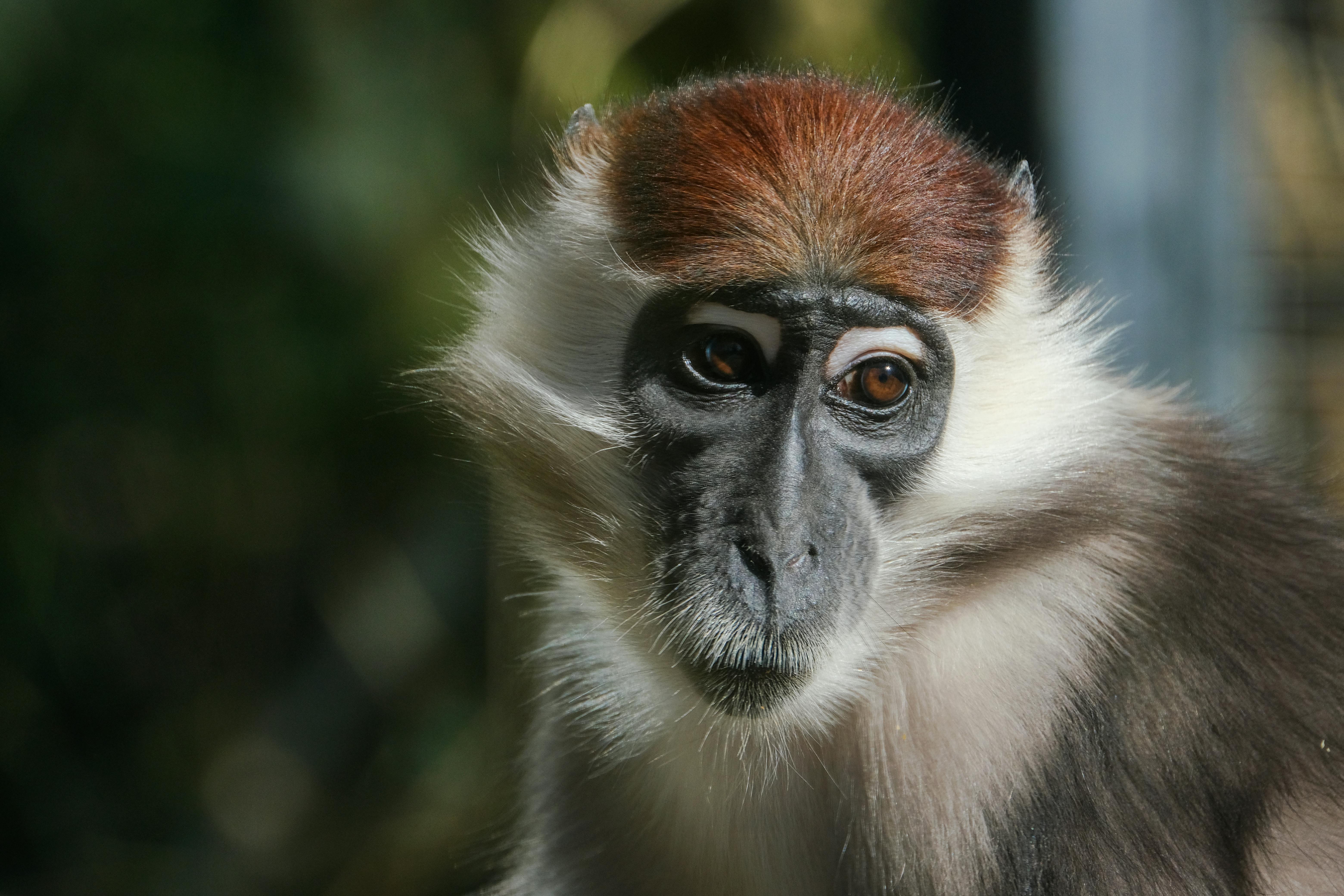 Close-Up Photo of Monkey on Tree Branch · Free Stock Photo