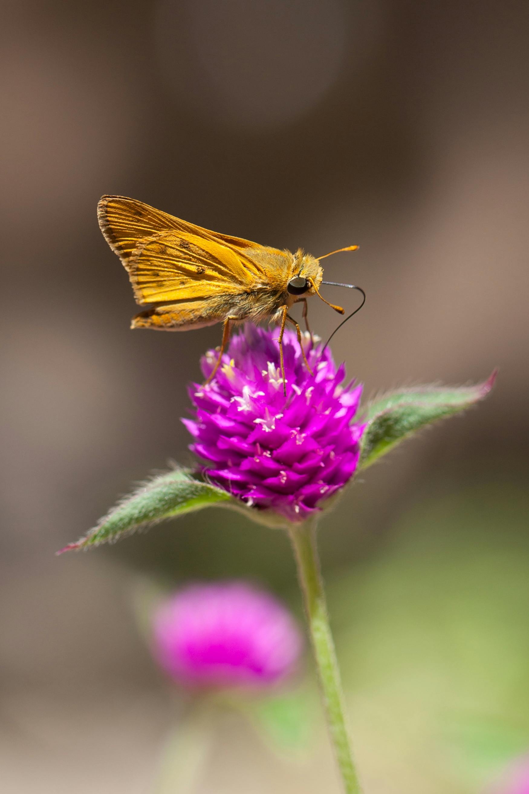 Hummingbird Clearwing while Pollination · Free Stock Photo
