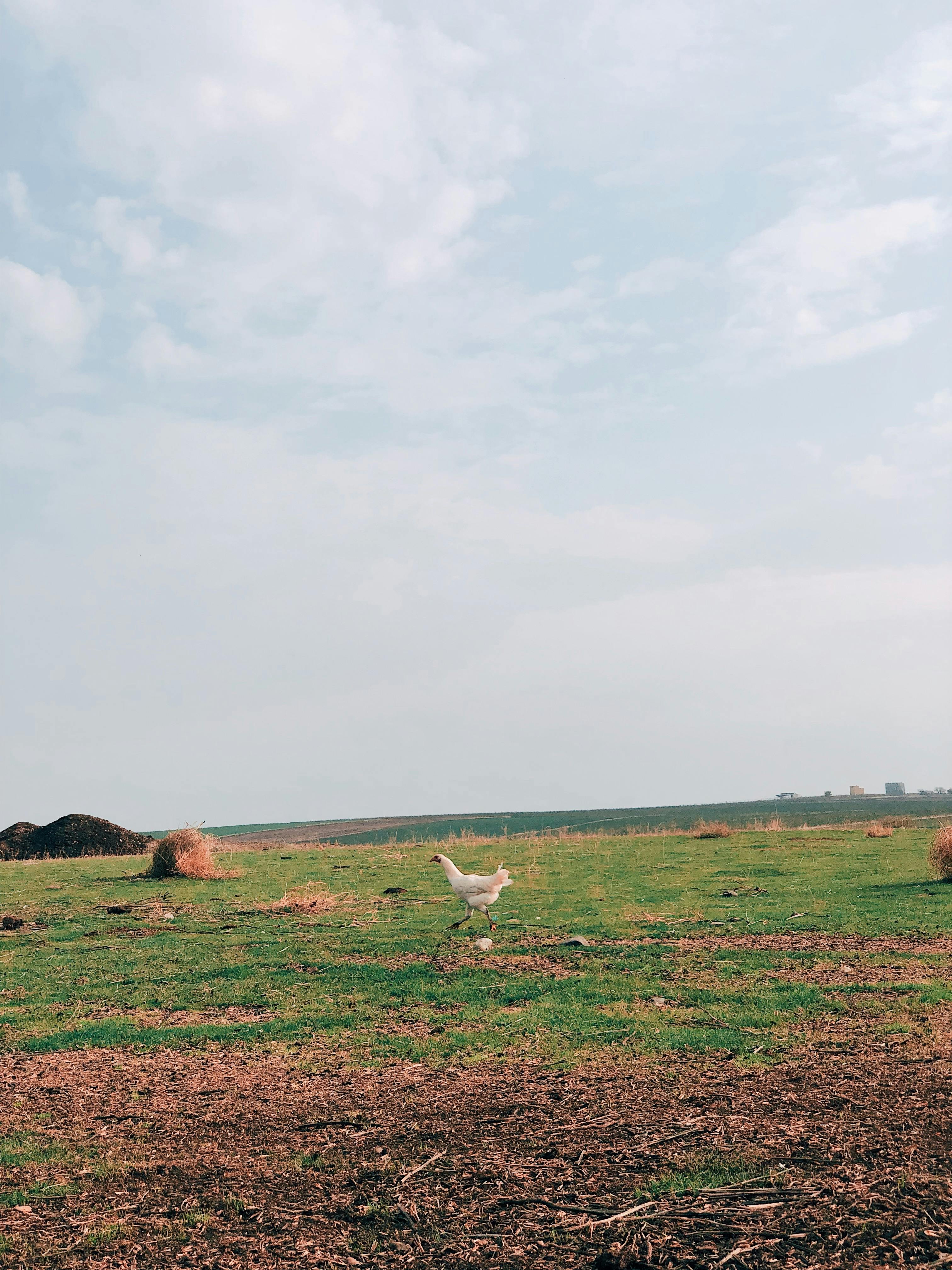 Chicken Field Photos, Download The BEST Free Chicken Field Stock Photos ...