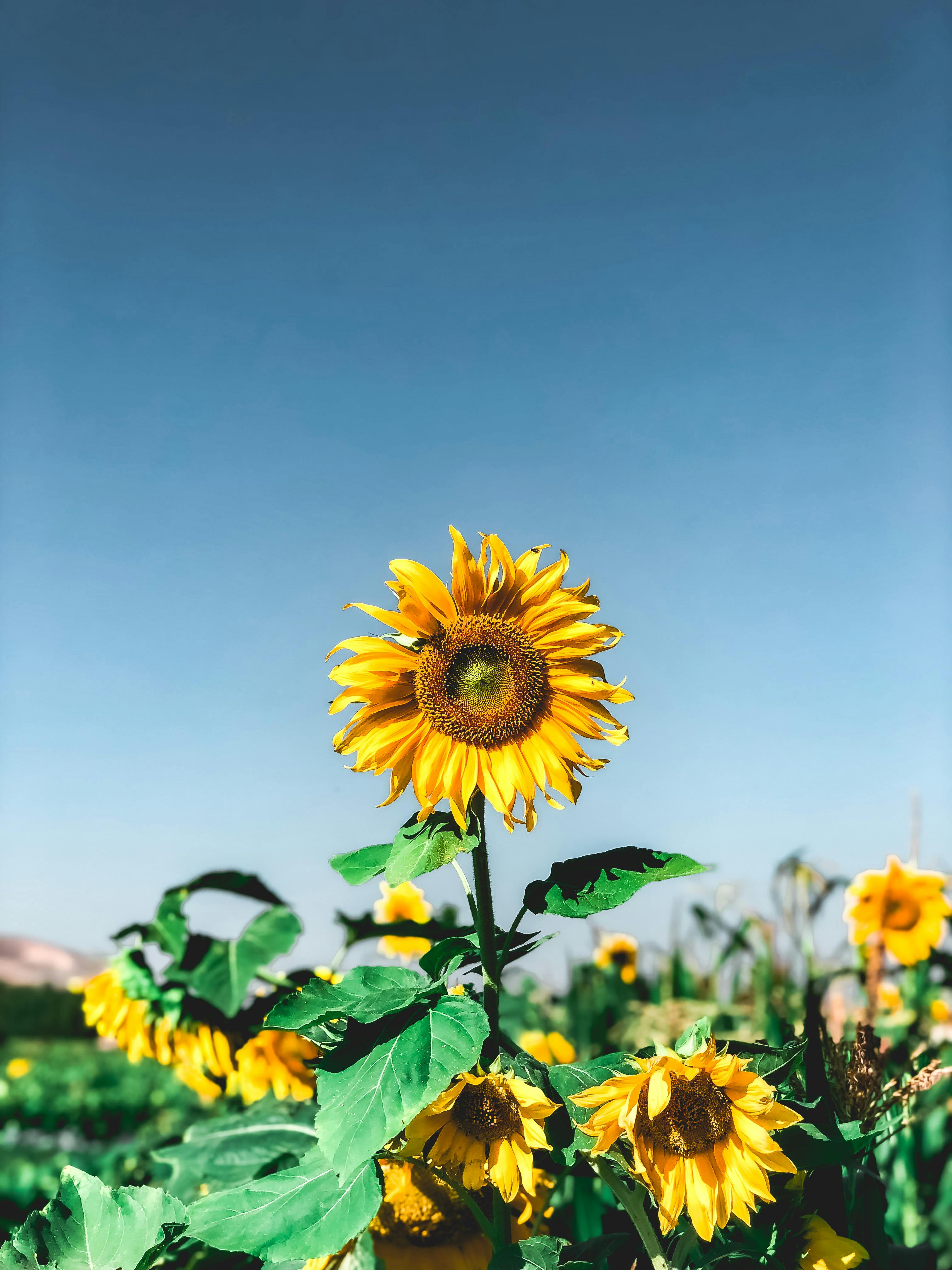 Sunflowers in Bloom · Free Stock Photo