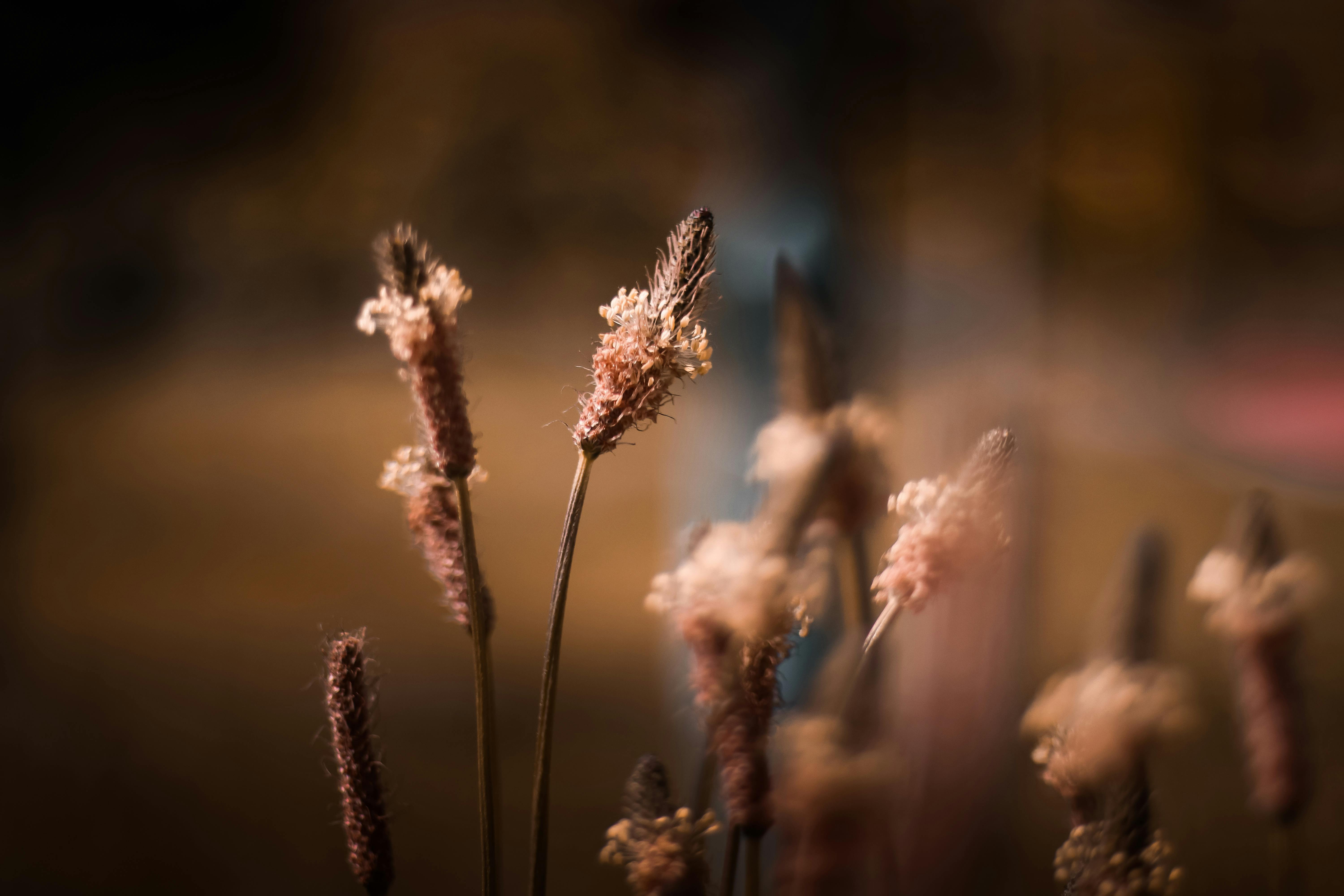 Plant Selective Focus Photography · Free Stock Photo