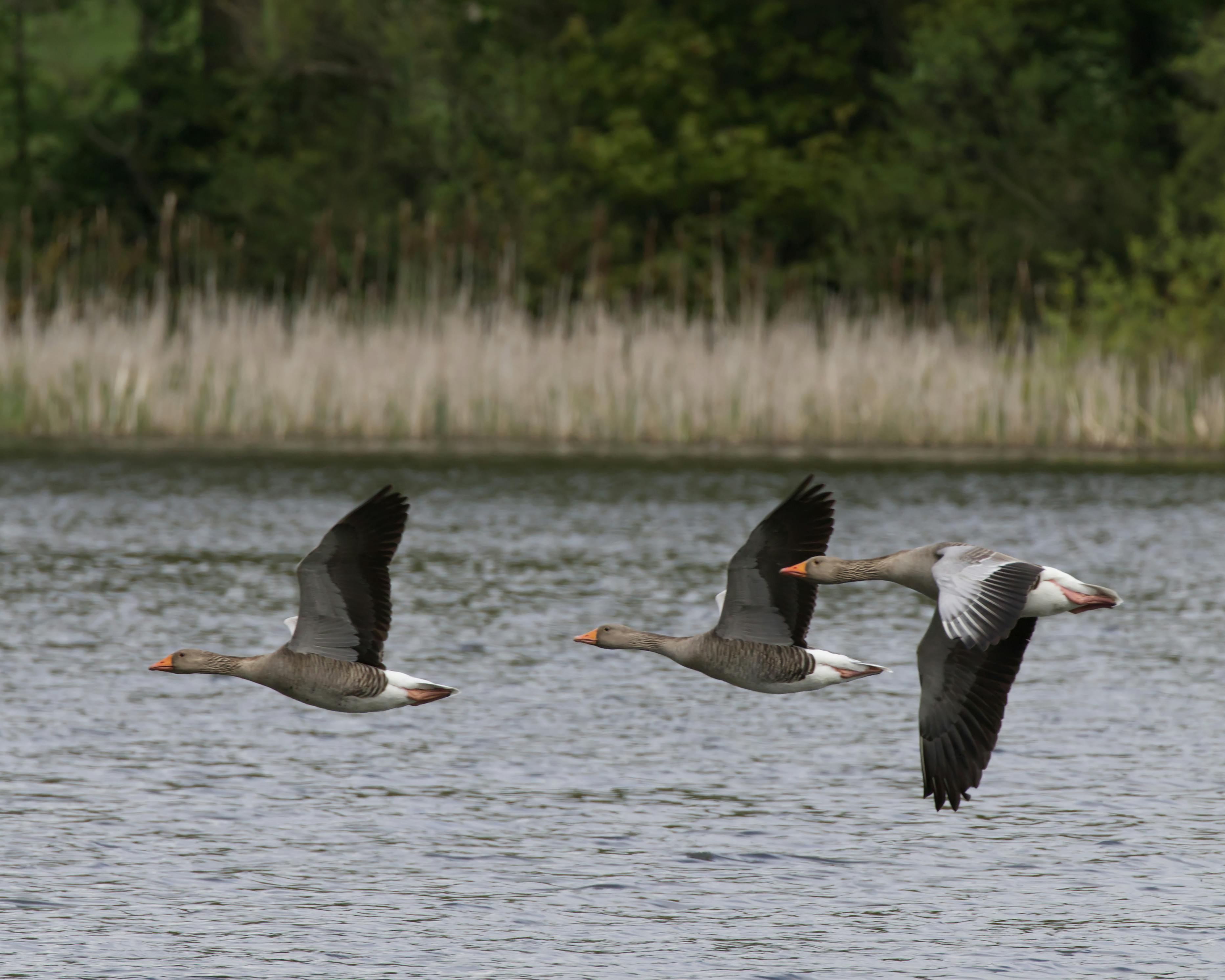 A Goose on Water in Grayscale Photography · Free Stock Photo