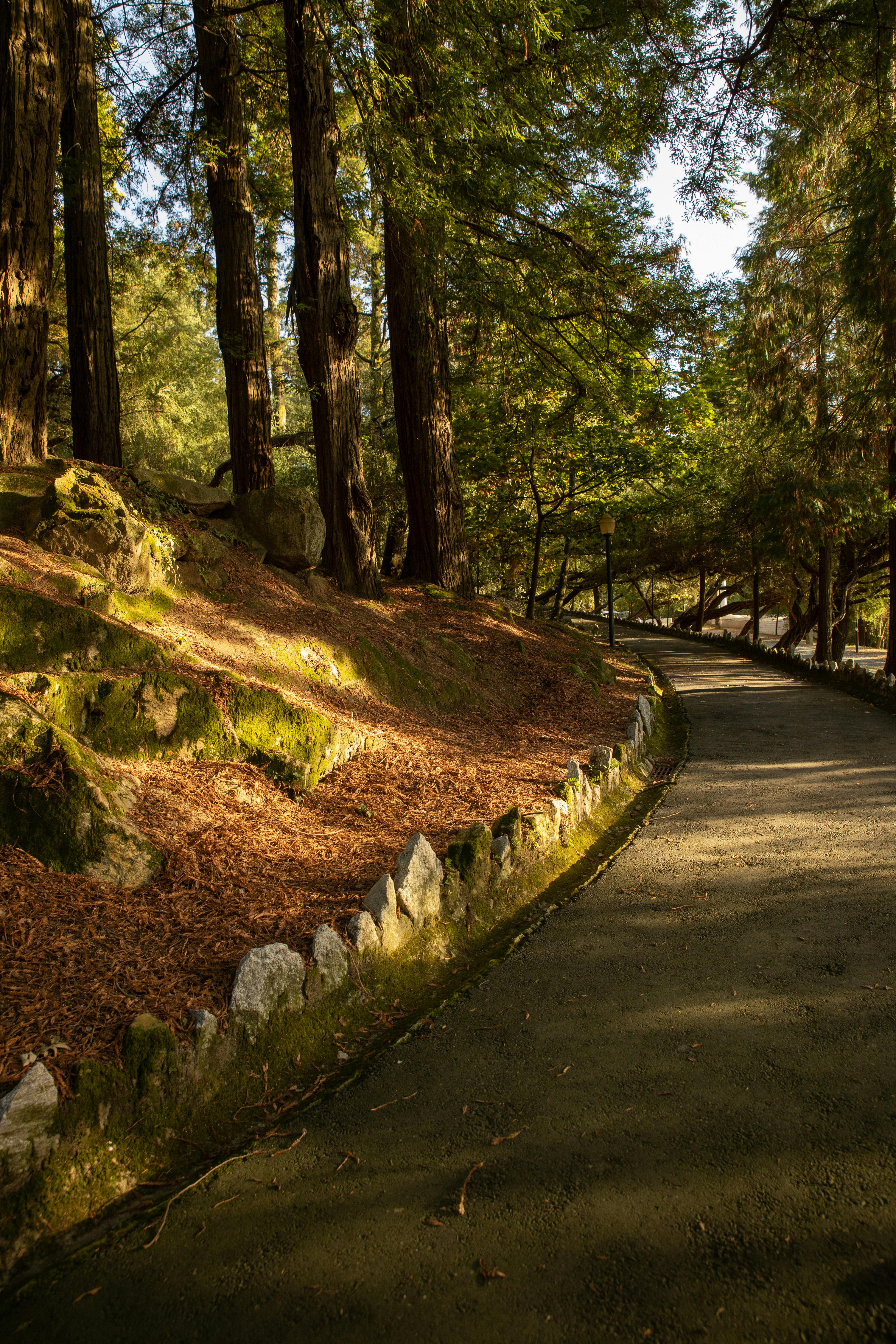 Focus Photography of Bridge Facing Tall Trees · Free Stock Photo