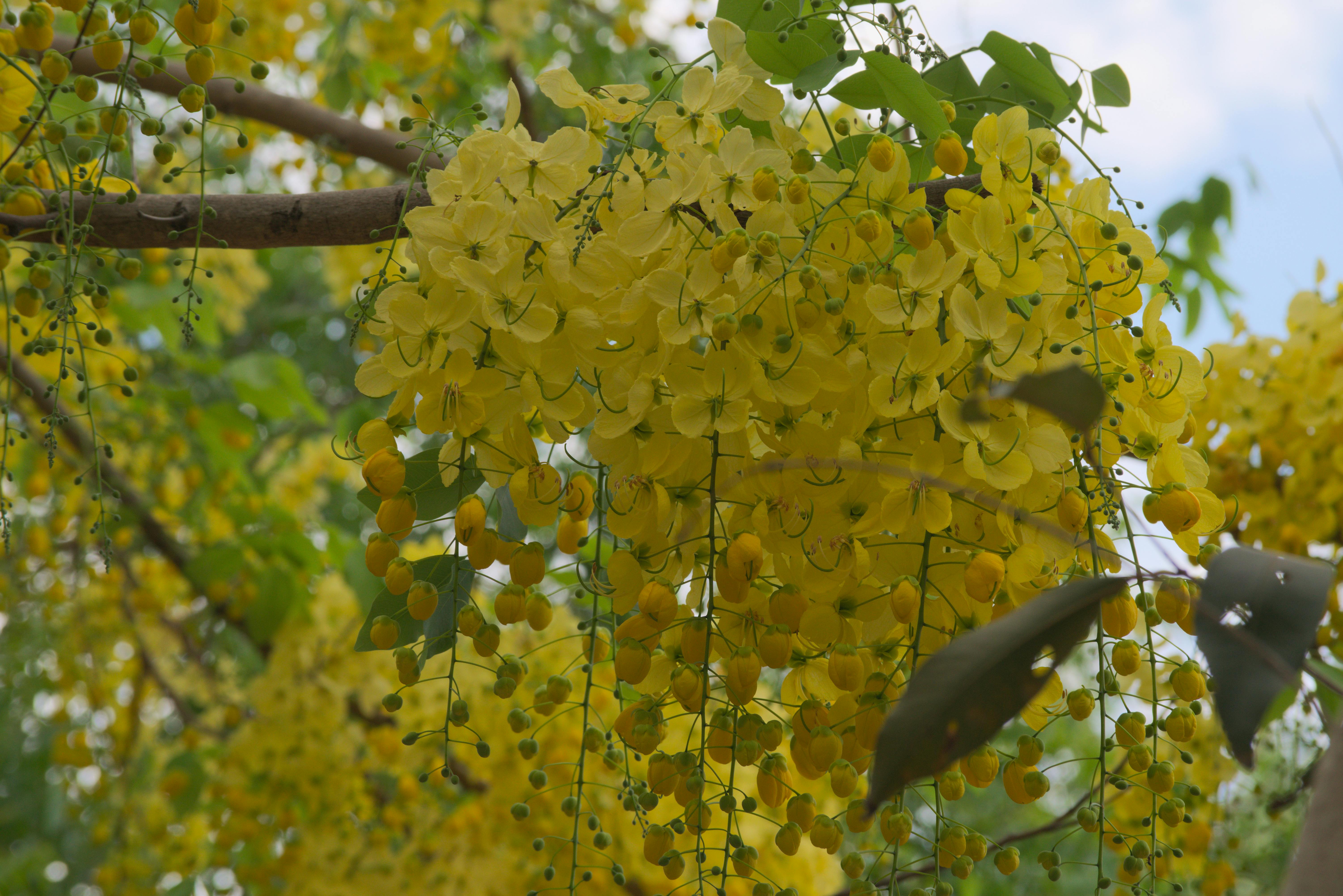 Free stock photo of canafistula, Cassia Fistula, Golden rain tree