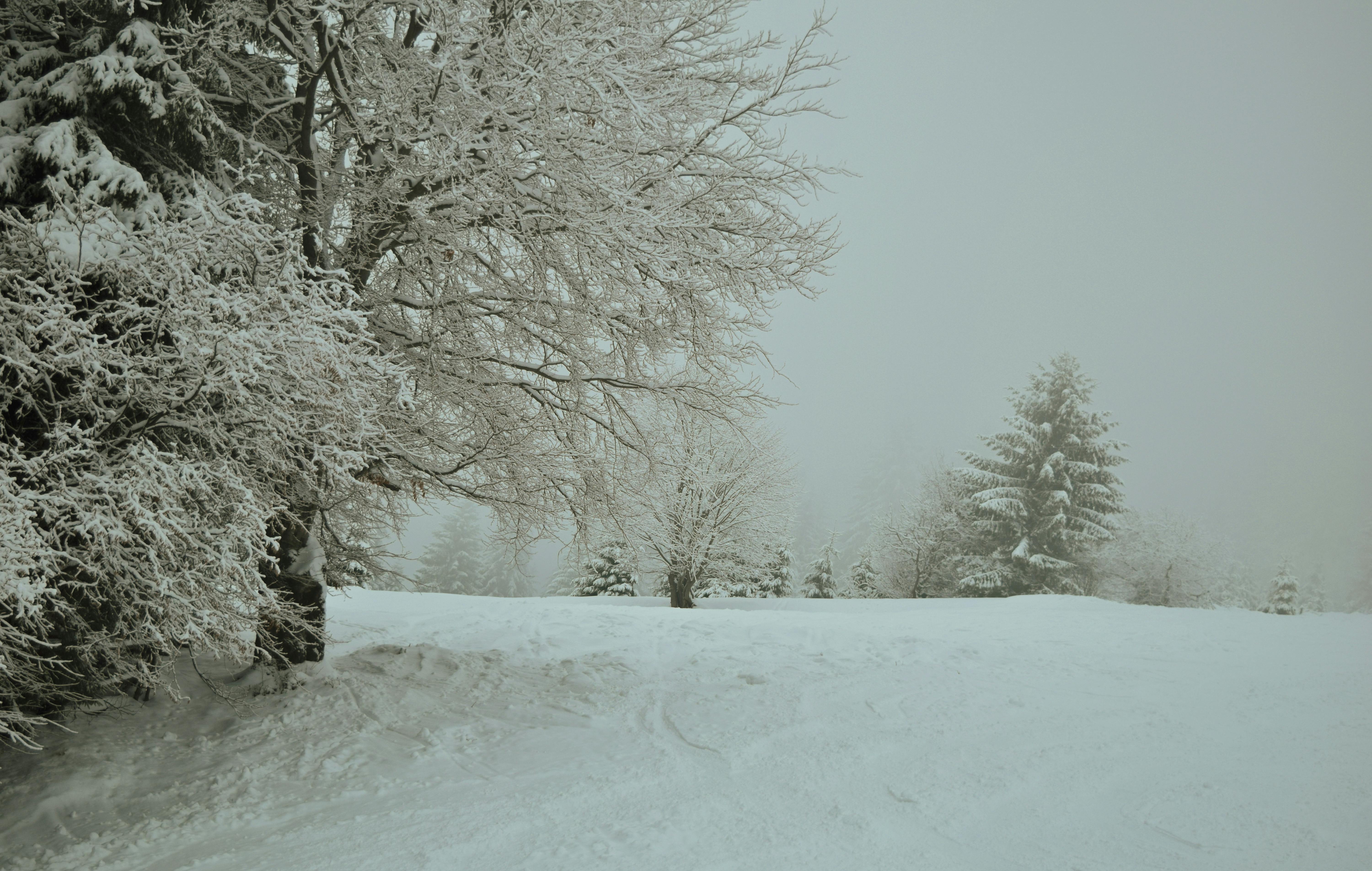 Bare Trees on Snow Covered Landscape · Free Stock Photo