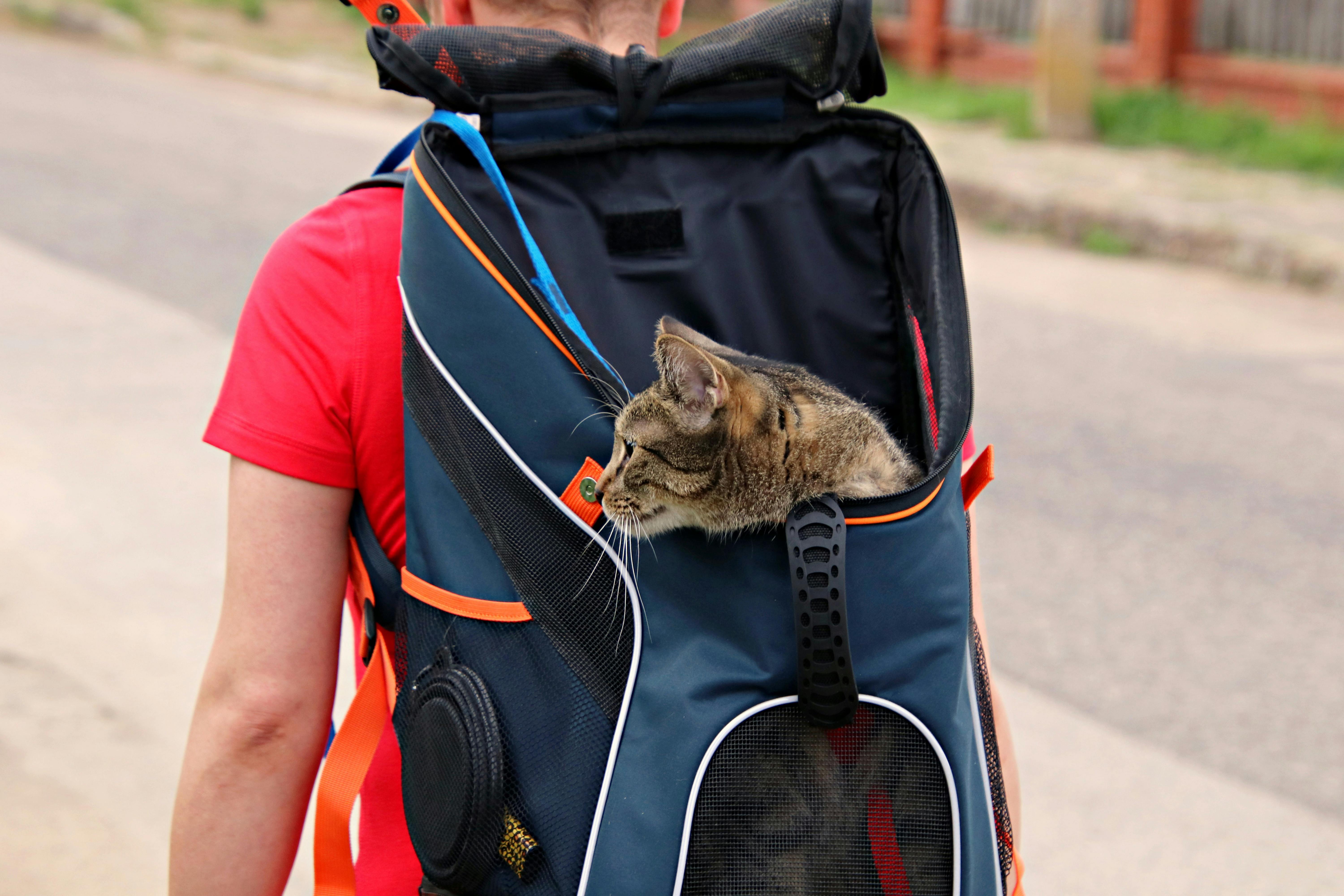 Brown Tabby Cat on a Backpack · Free Stock Photo