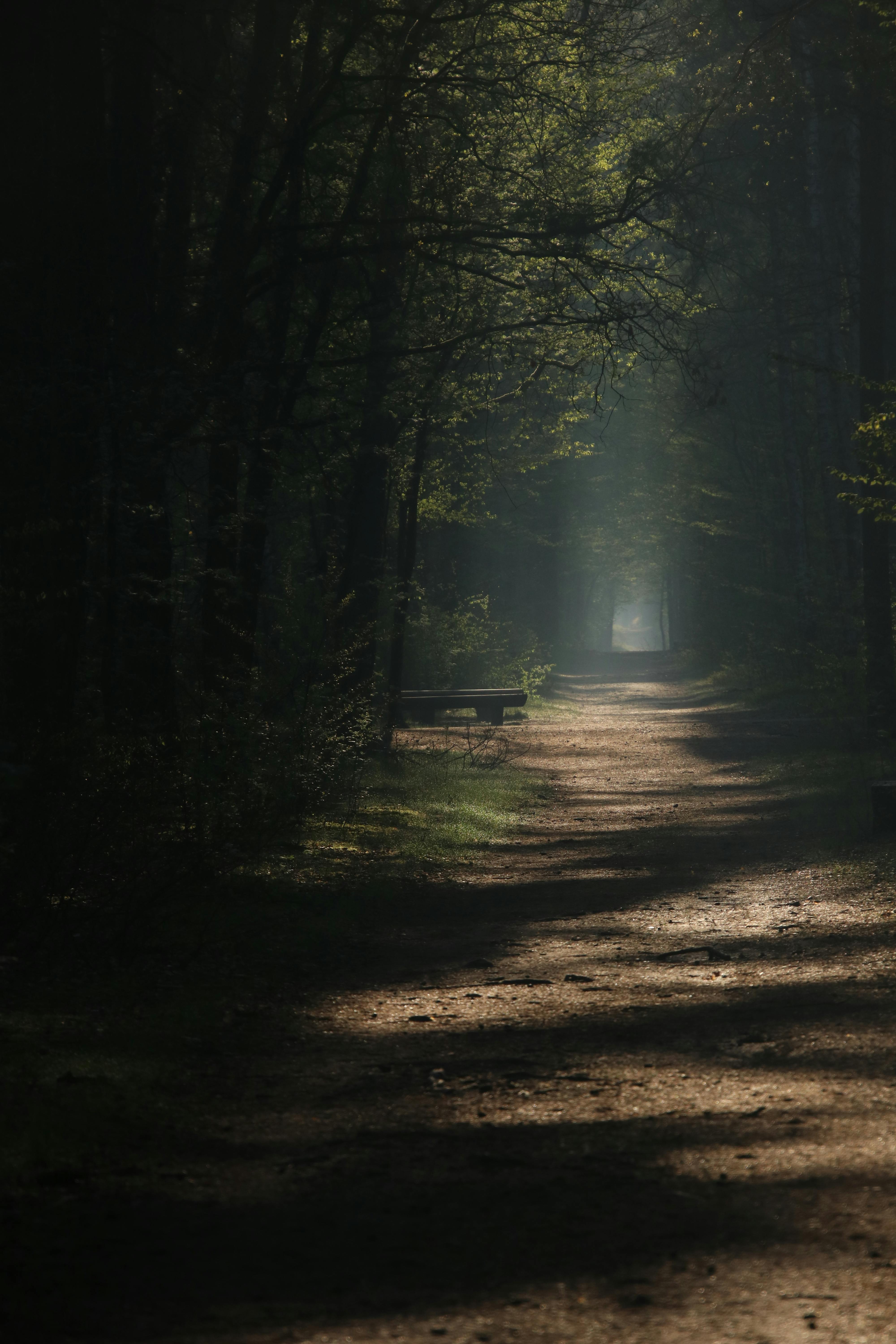 A Pathway in the Forest · Free Stock Photo