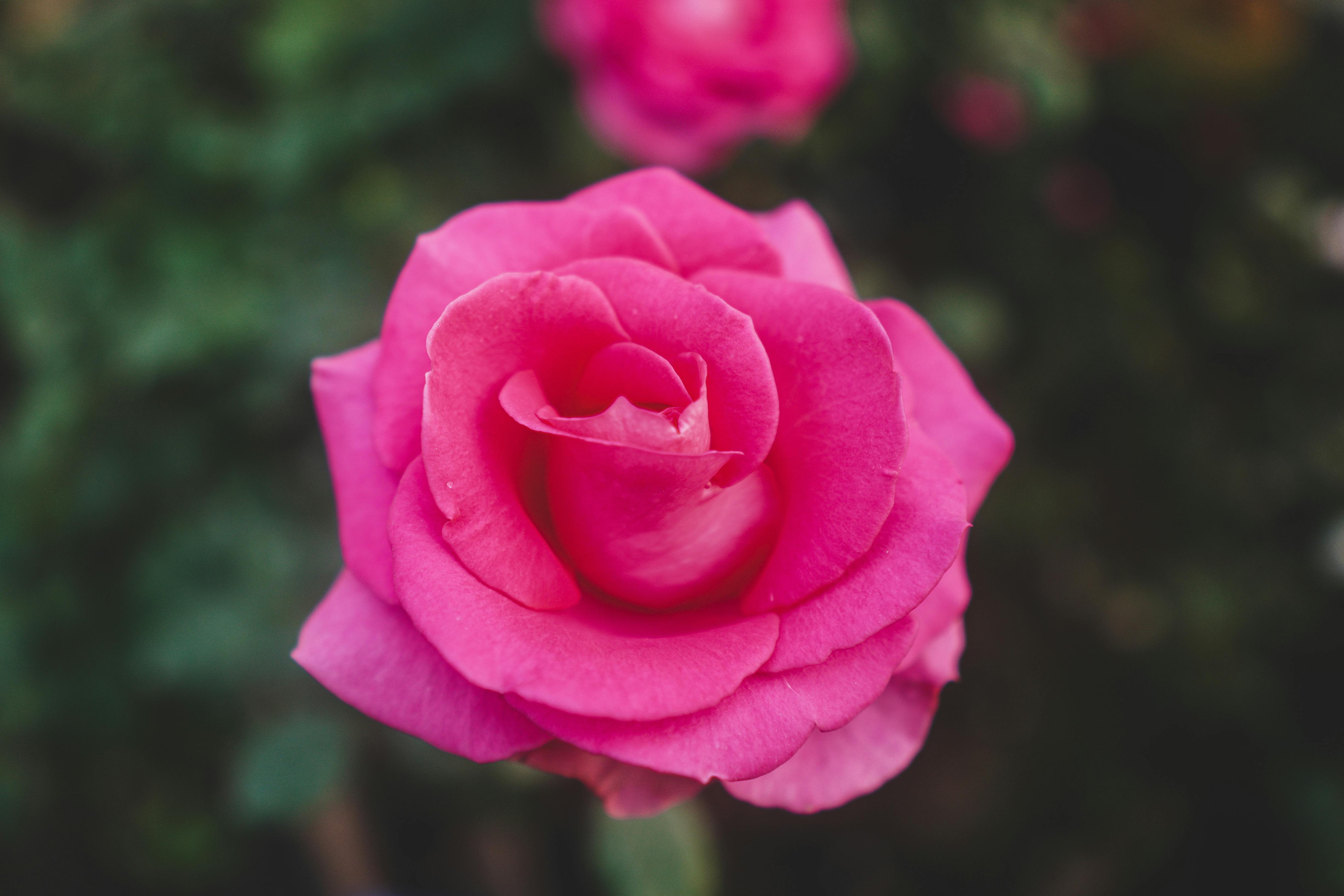 Pink Rose in Close Up Photography · Free Stock Photo