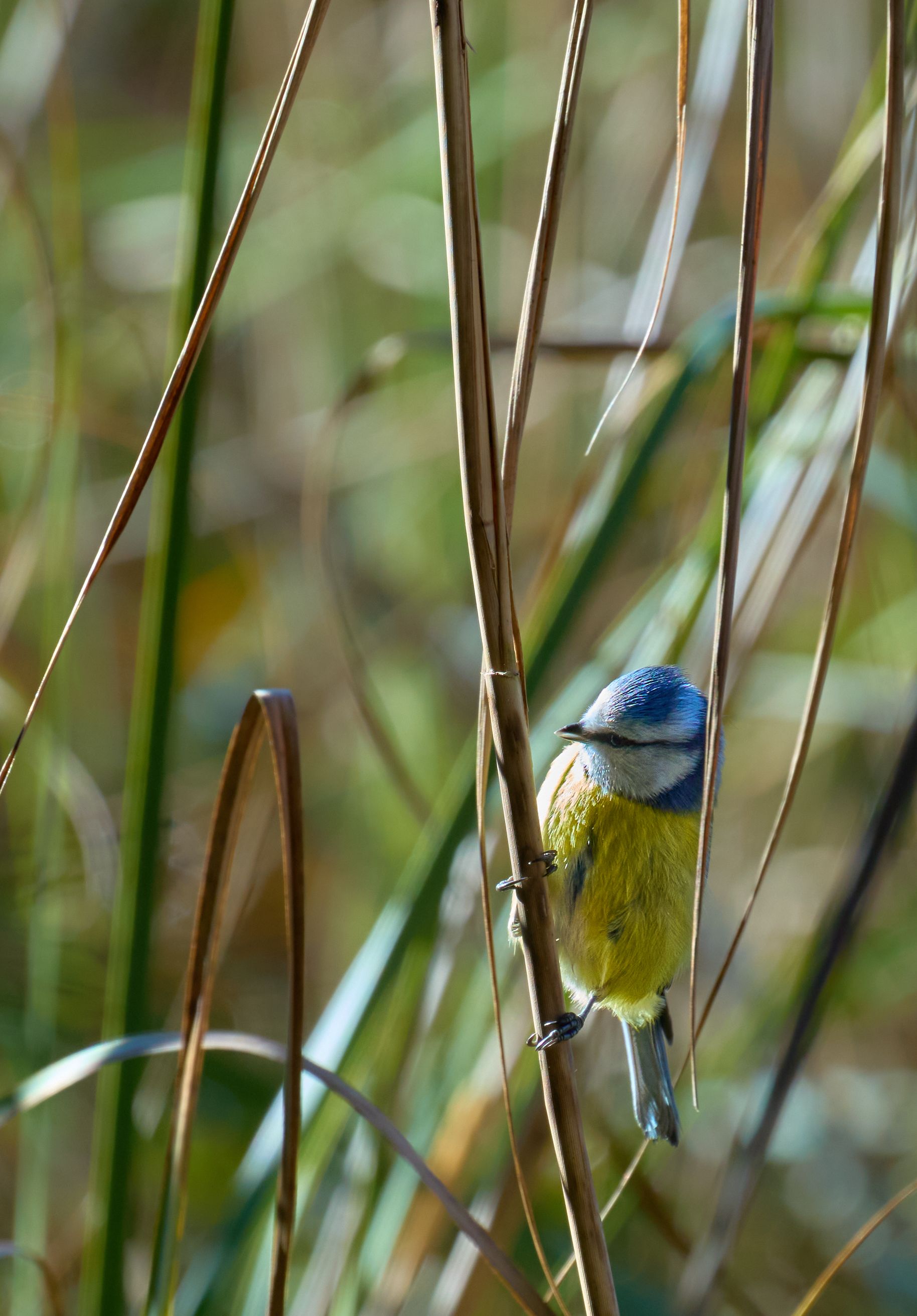 Photograph of a Eurasian Blue Tit on Green Leaves · Free Stock Photo