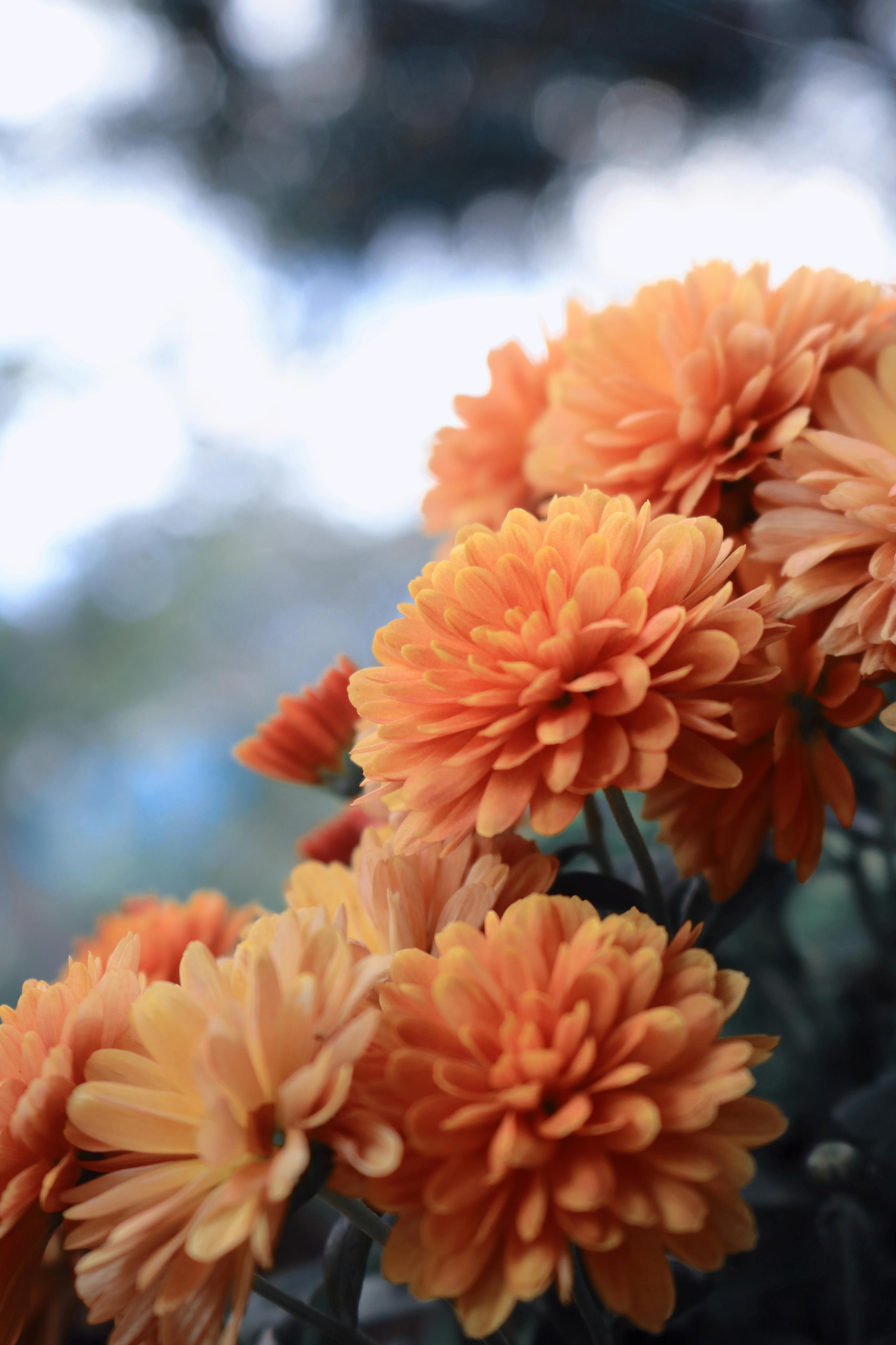 Bunch of Orange Flowers in Close Up Photography · Free Stock Photo