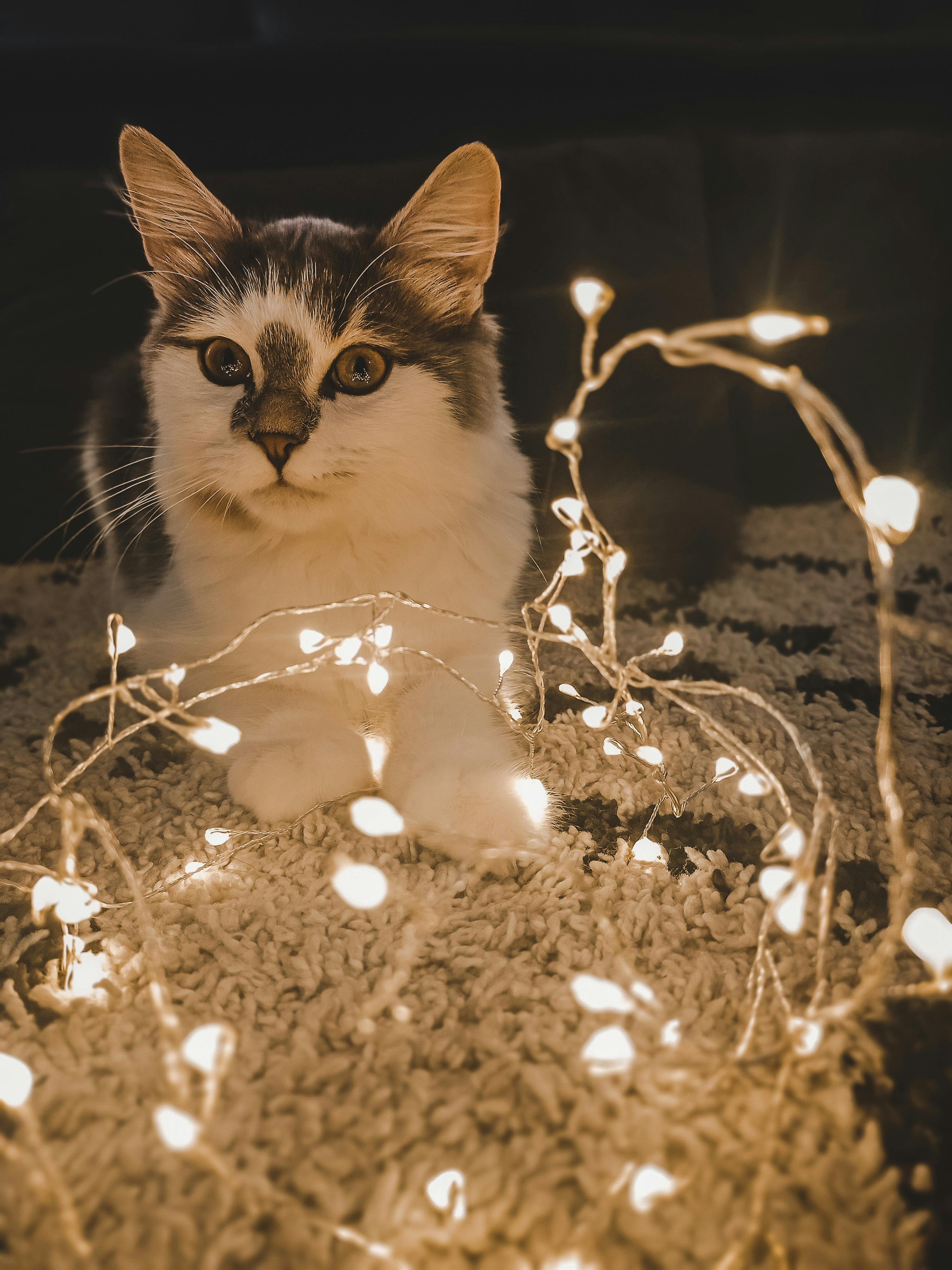 Cute Cat and White Led Lights · Free Stock Photo