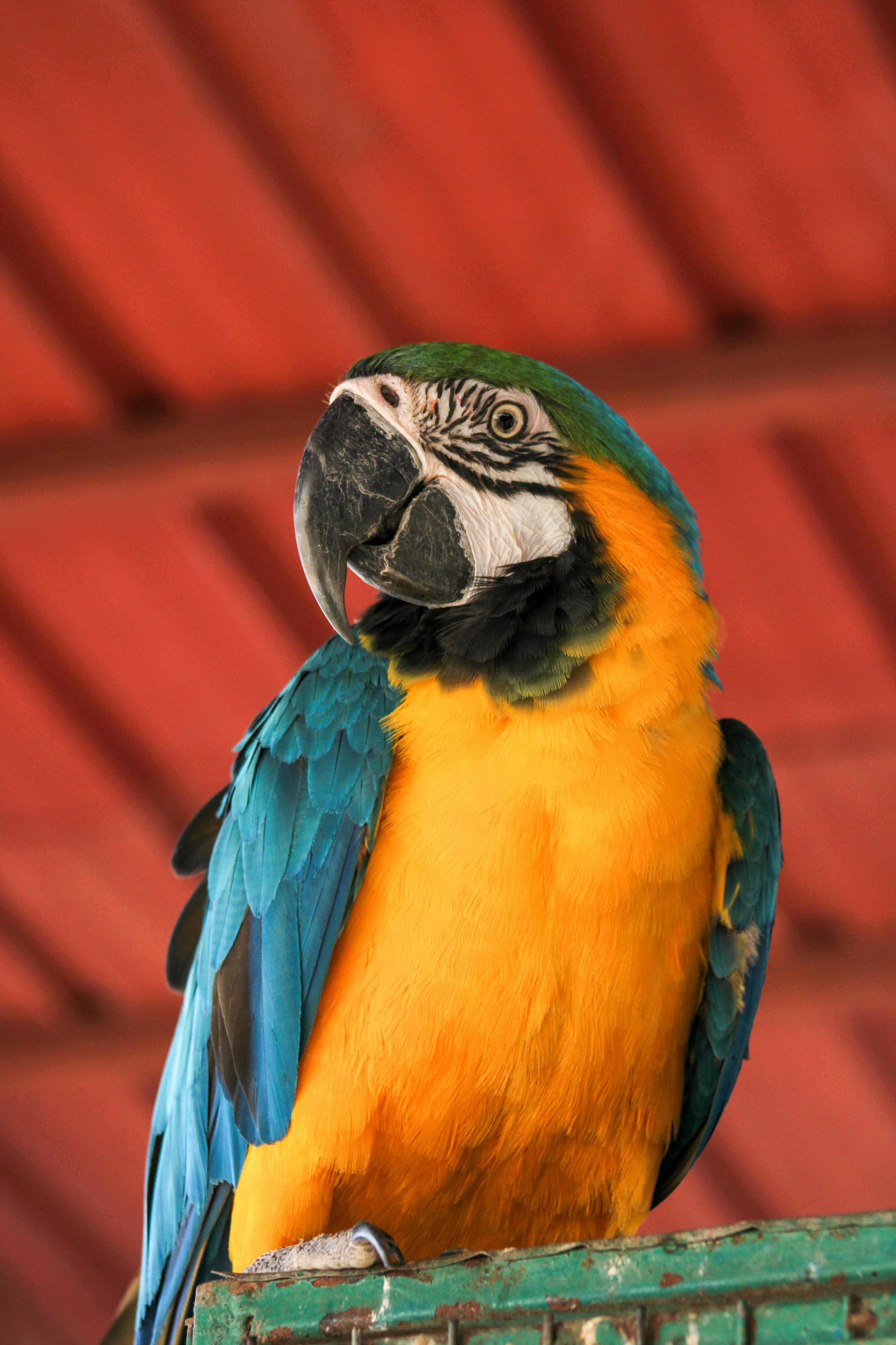 Close Up Shot of a Parrot · Free Stock Photo