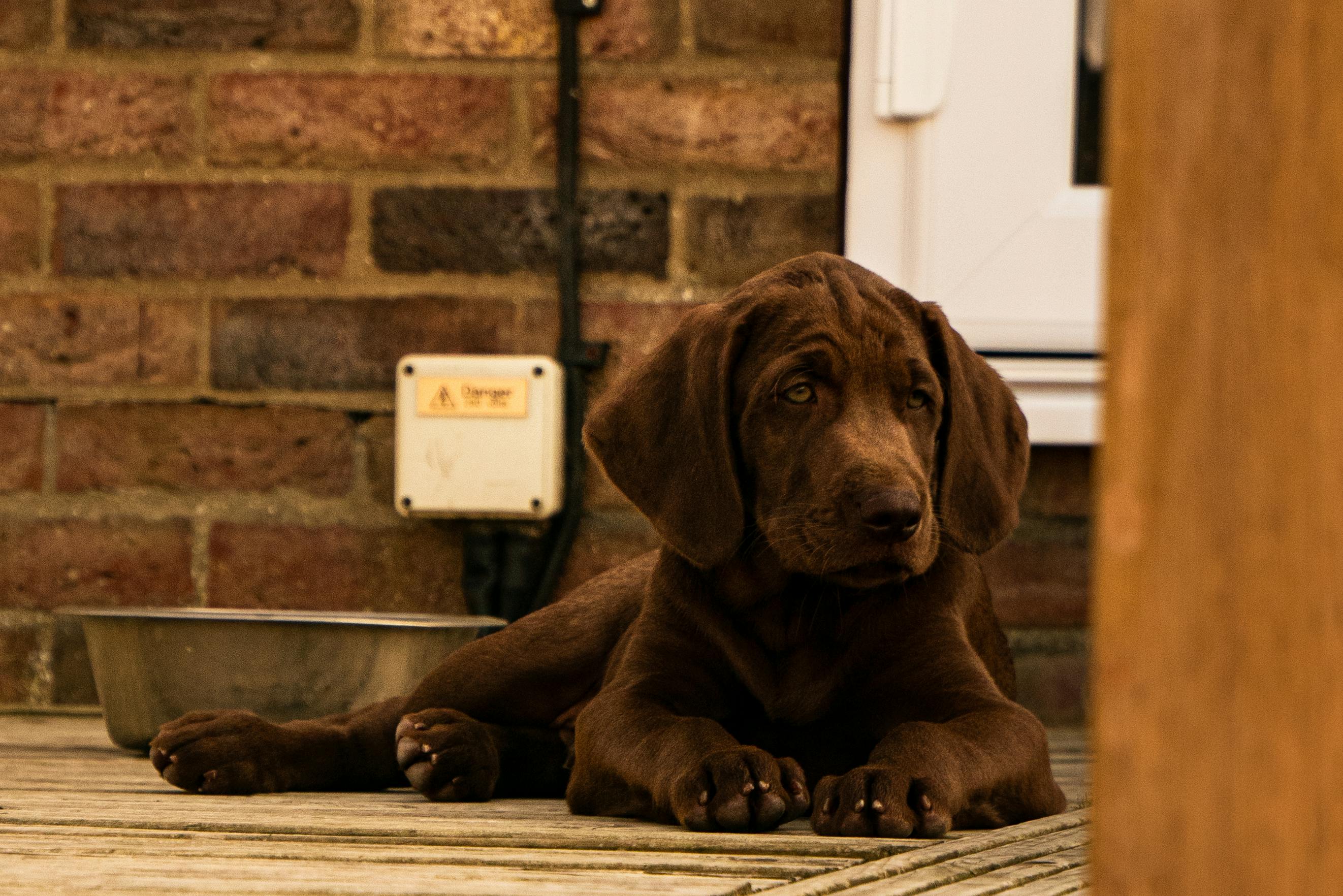 Photography Of Labrador · Free Stock Photo