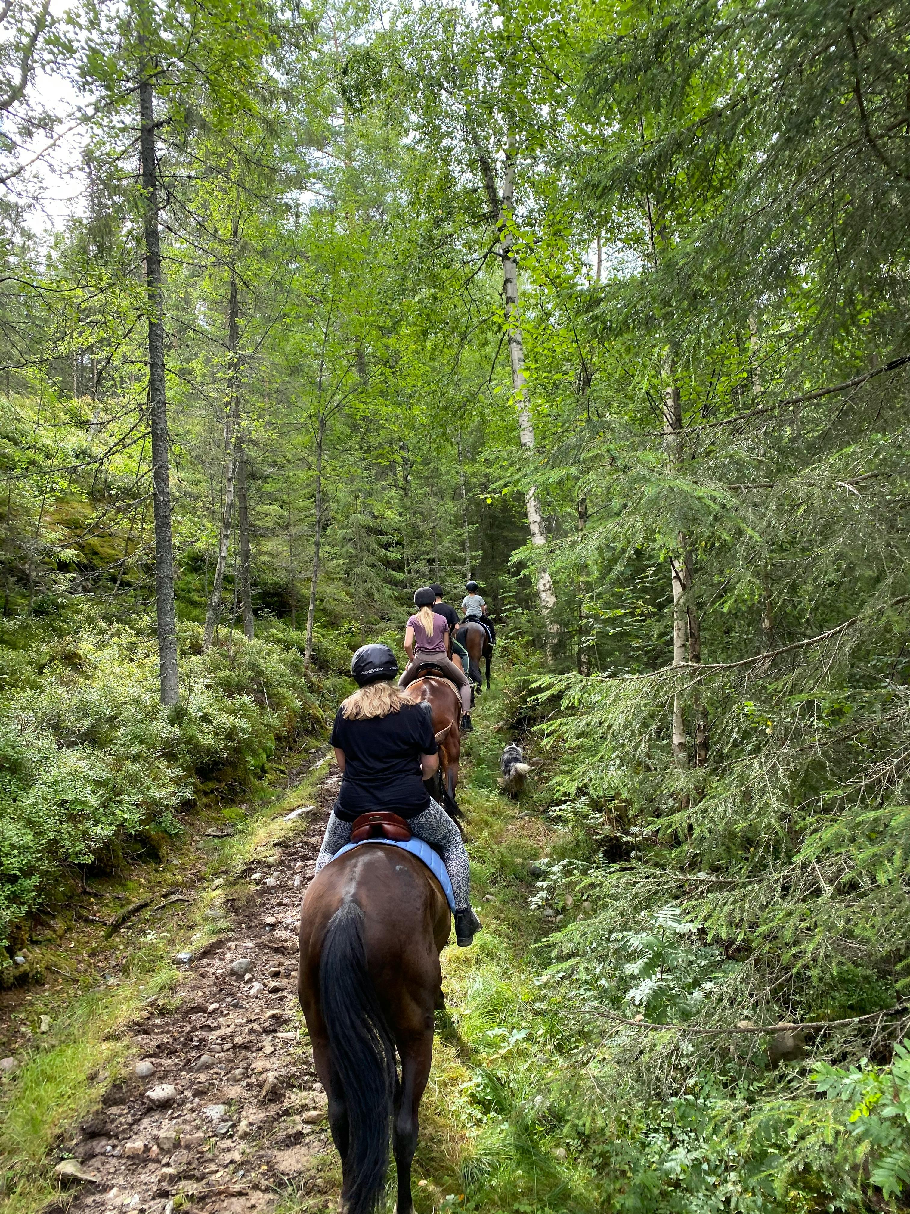 People Riding on Horseback in the Forest · Free Stock Photo