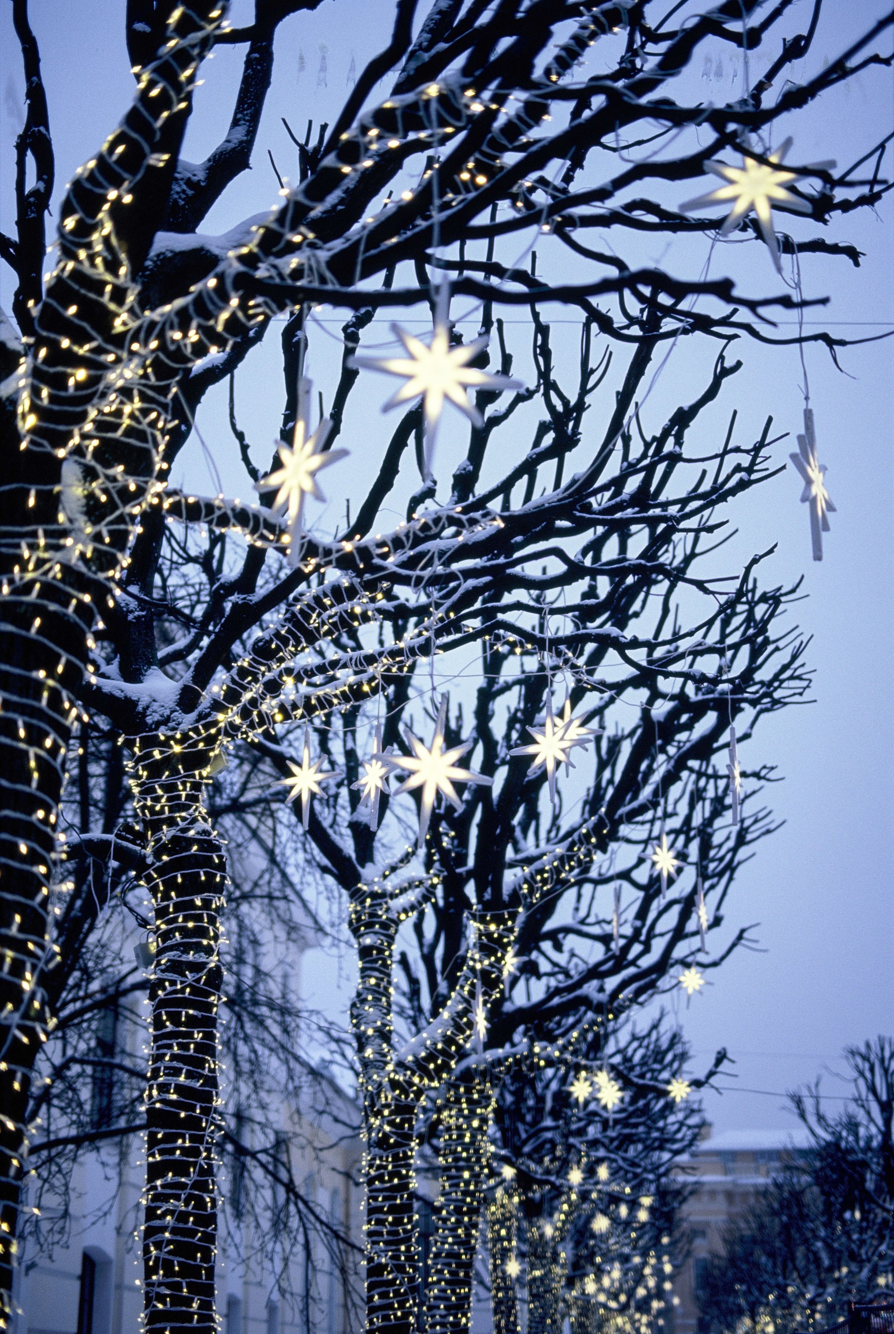 Christmas Tree With String Lights · Free Stock Photo