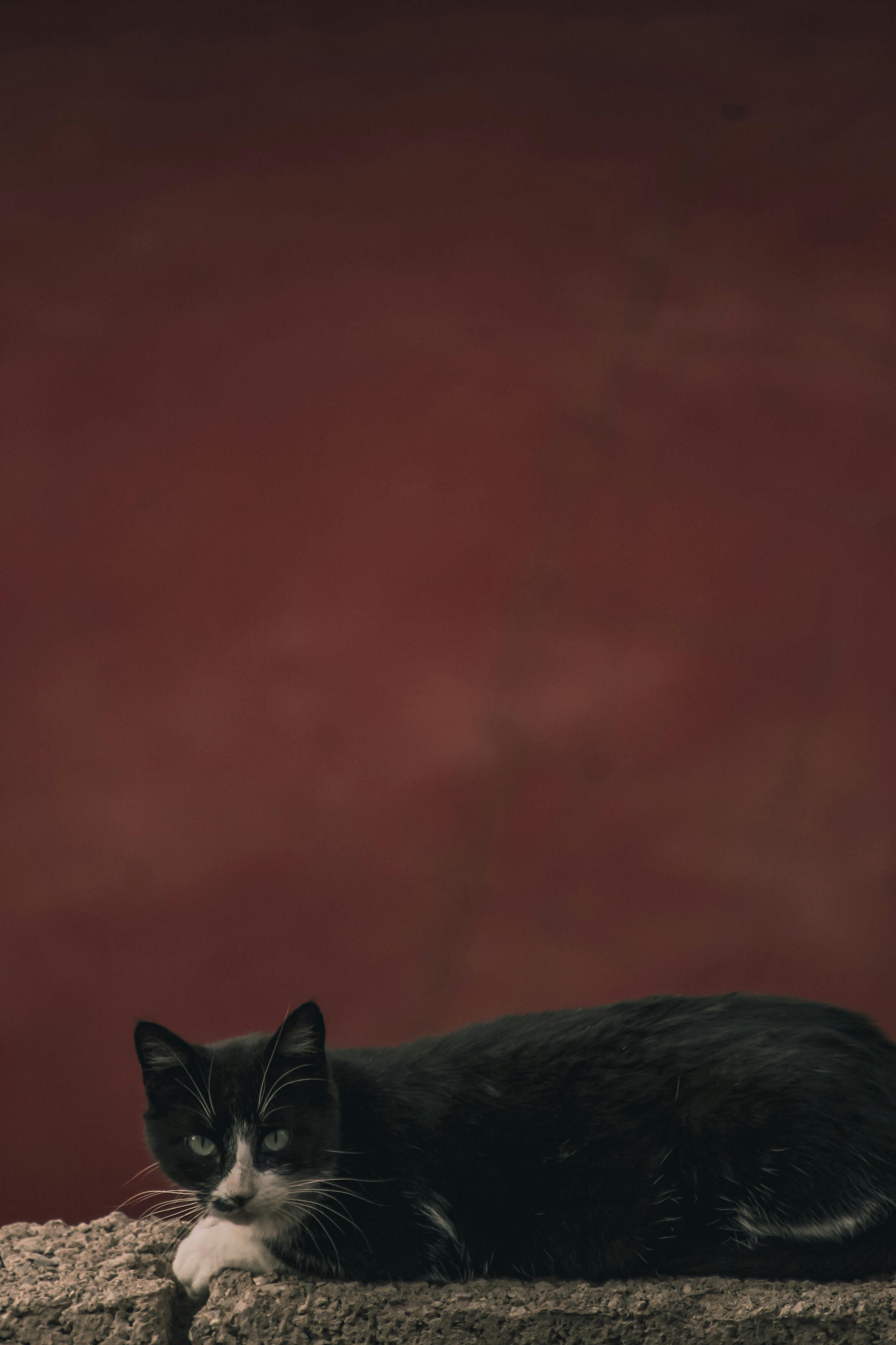 Black Cat in Blurred Background · Free Stock Photo